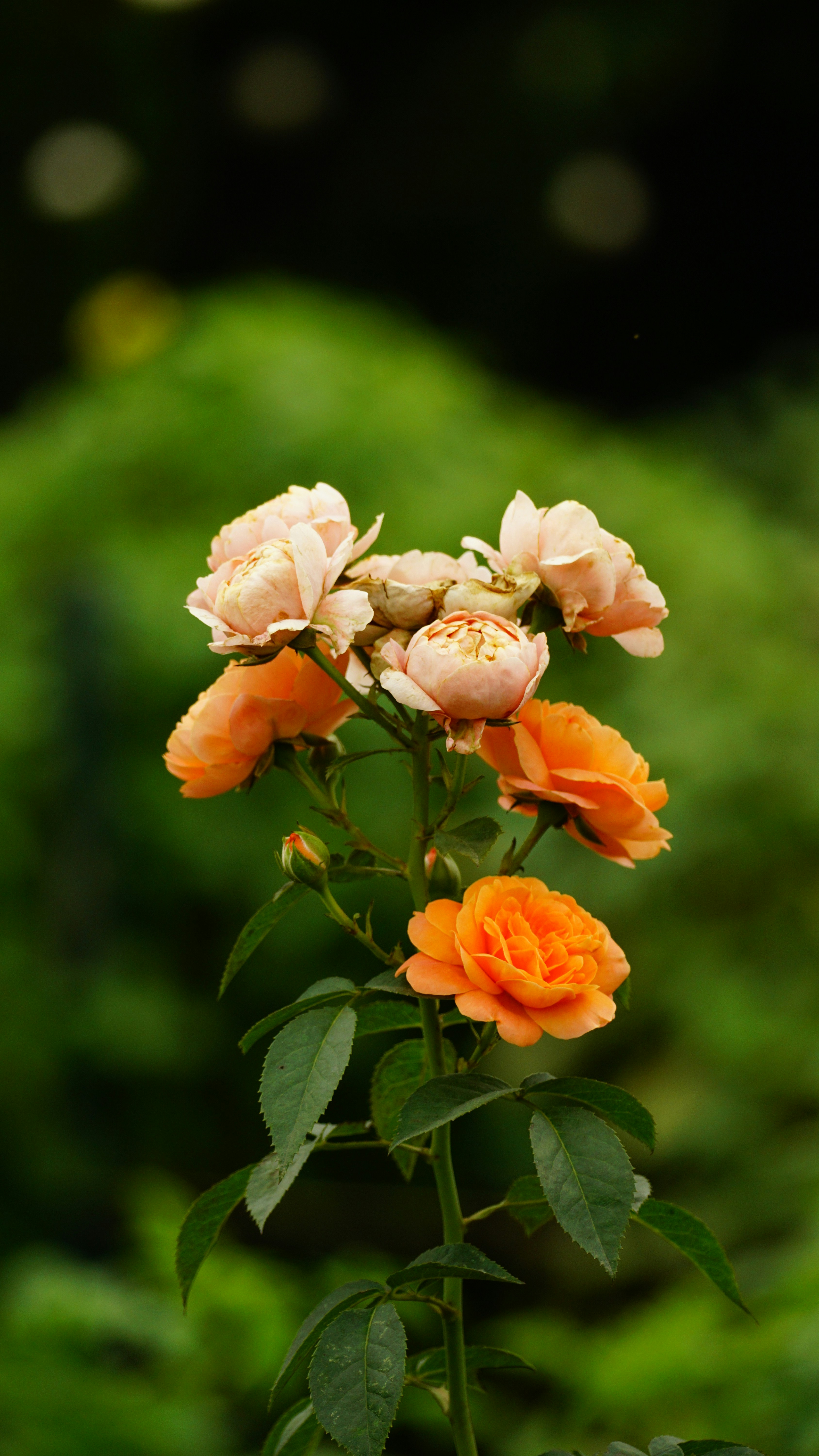 Amber Roses on a Velvet Green Backdrop: A Garden Close-Up