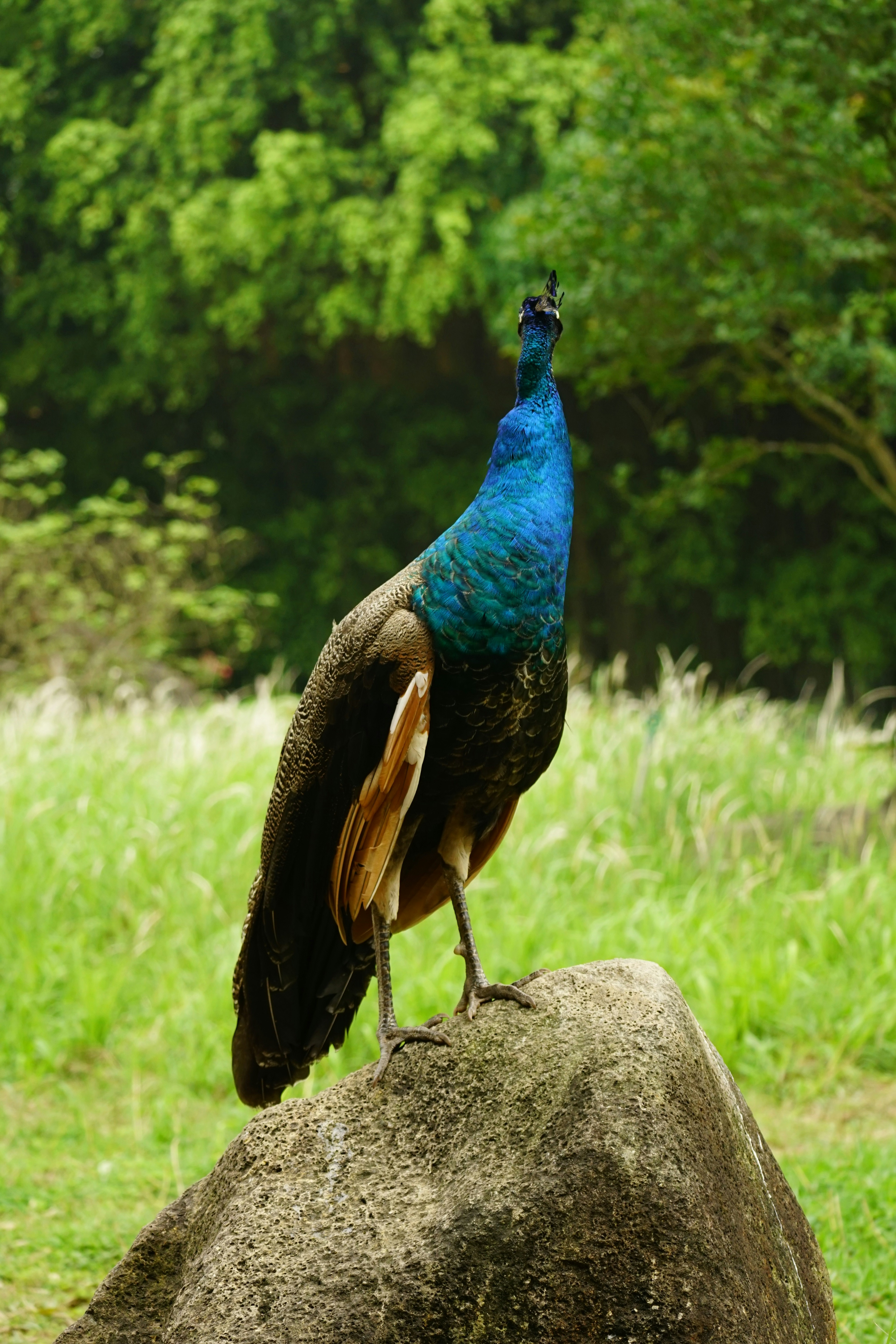 Emerald Crest on Granite: a peacock surveys a sunlit meadow