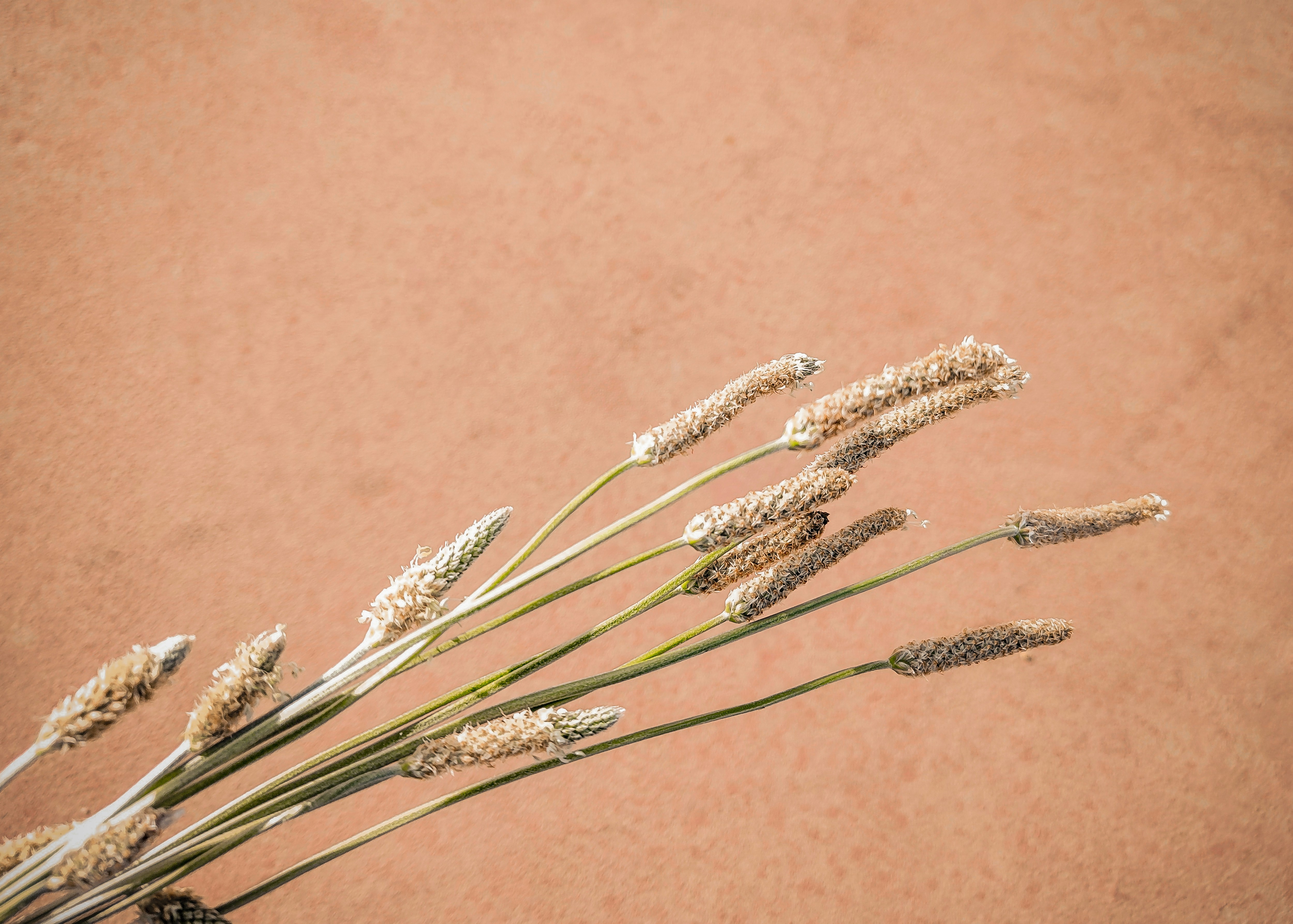 Plantago lanceolata is a species of flowering plant in the plantain family Plantaginaceae. It is known by the common names ribwort plantain, narrowleaf plantain, English plantain, ribleaf, lamb's tongue, and buckhorn. It is a common weed on cultivated or disturbed land.