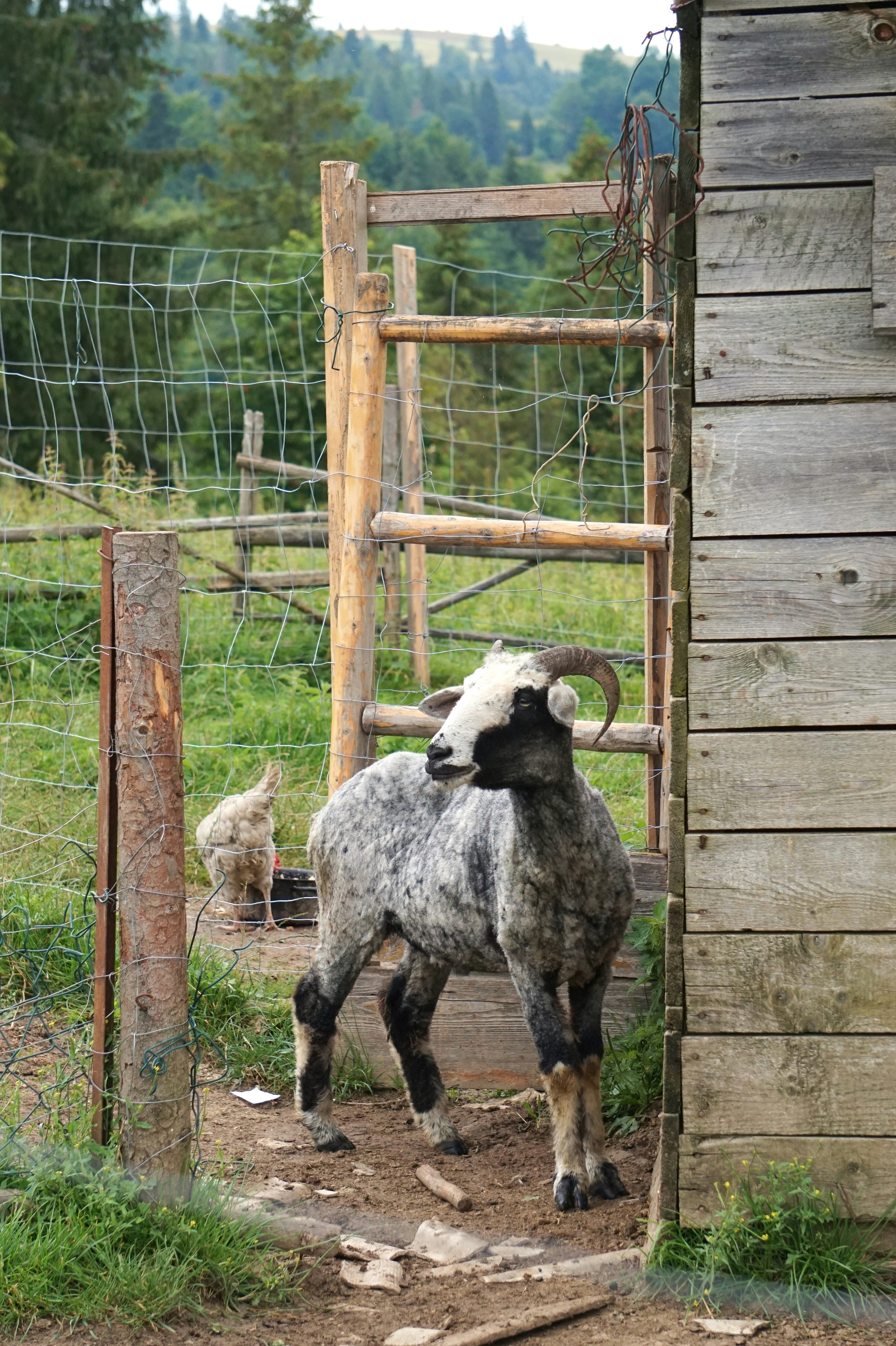 Gatekeeper Ram: Weathered Fence, Quiet Farmyard