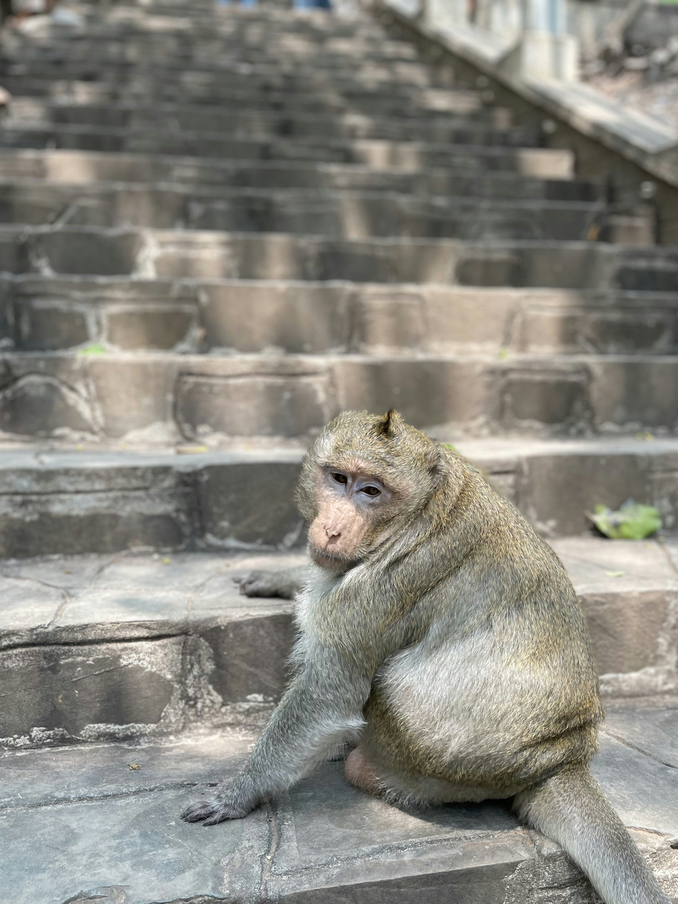 A small monkey sitting on some steps photo – Free Animal Image on Unsplash