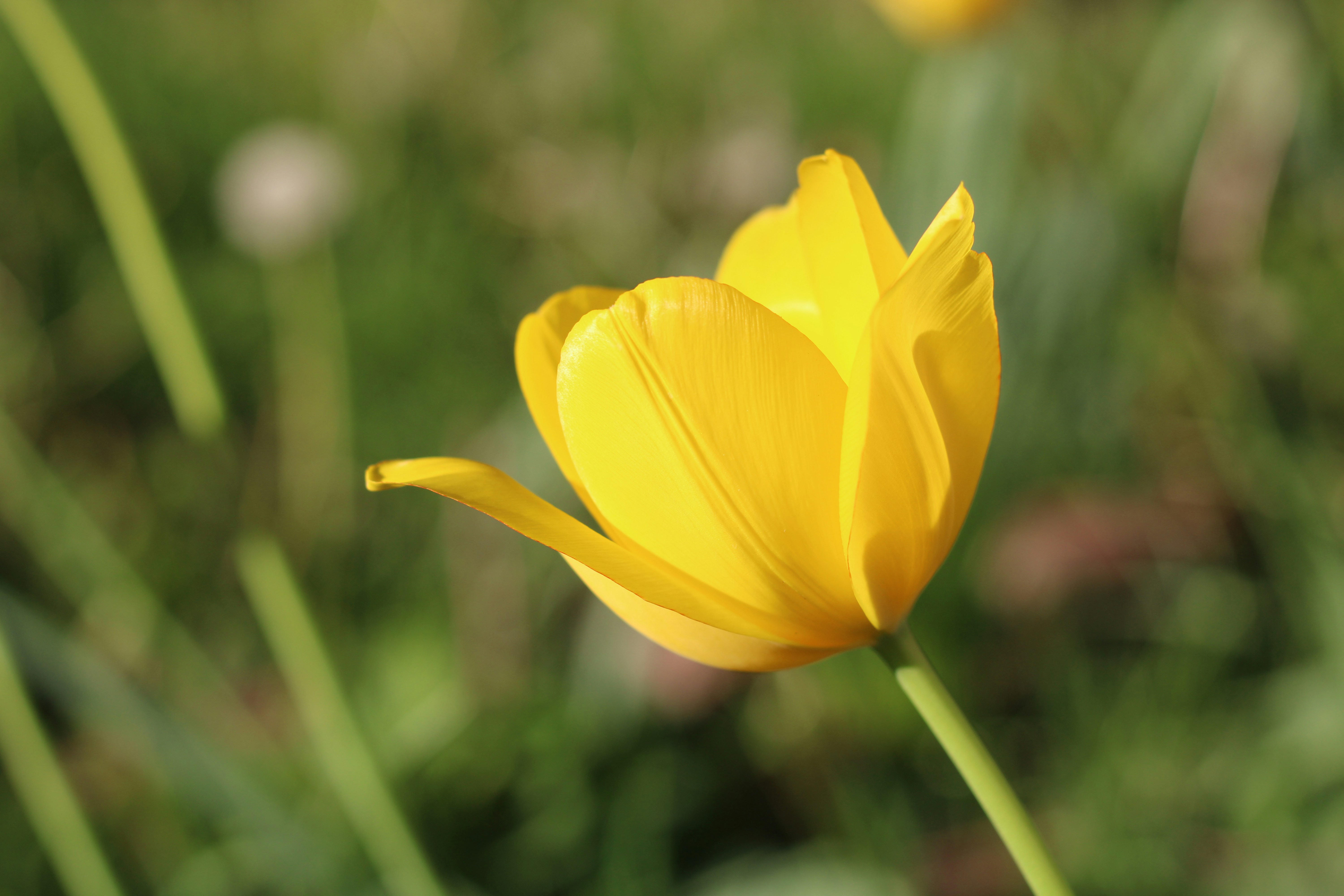 750+ Yellow Tulip Pictures | Download Free Images on Unsplash