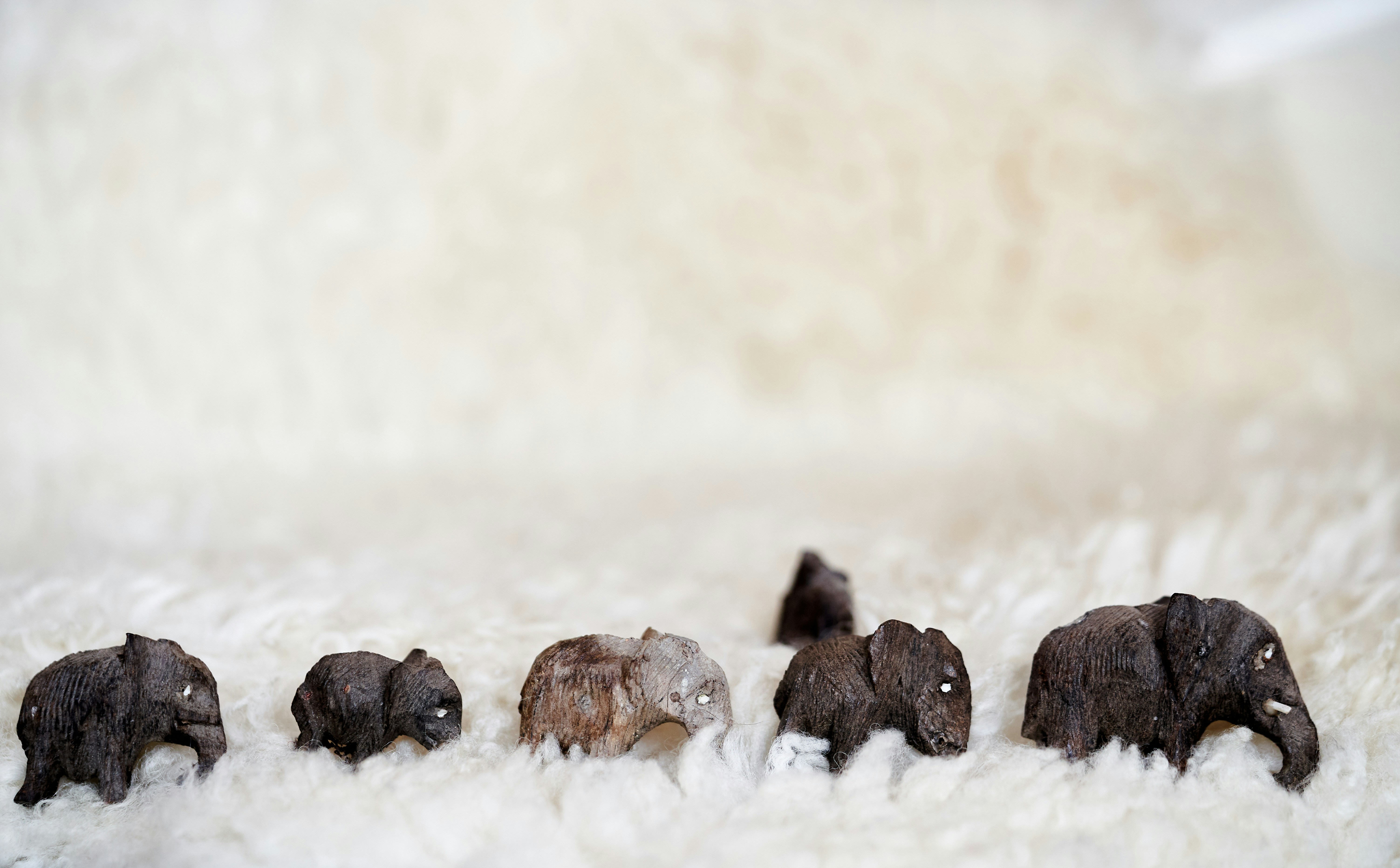 A herd of elephants walking across a white rug photo – Free Animal ...