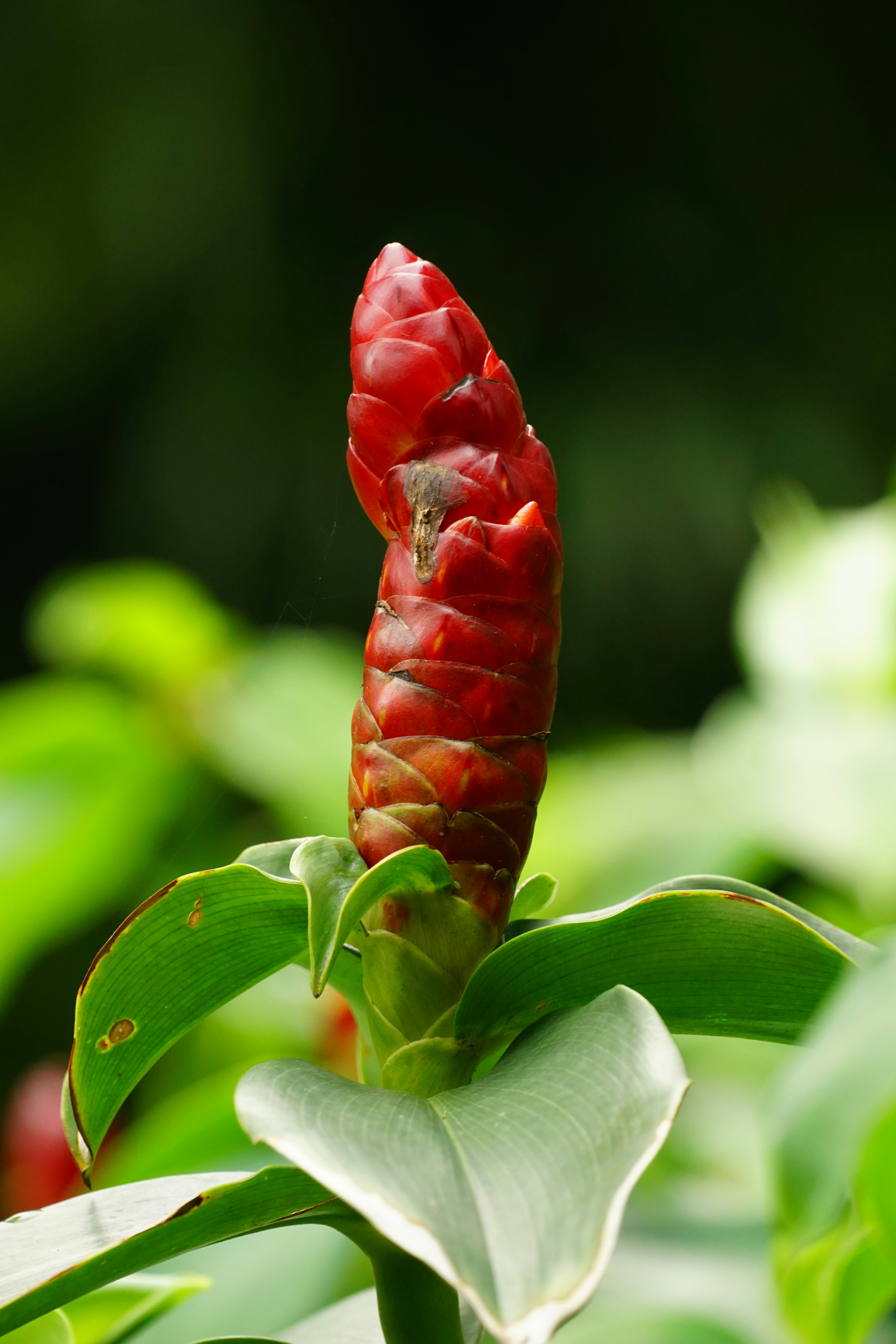 Crimson Spiral Bloom: Bromeliad Inflorescence Rising from Green Foliage