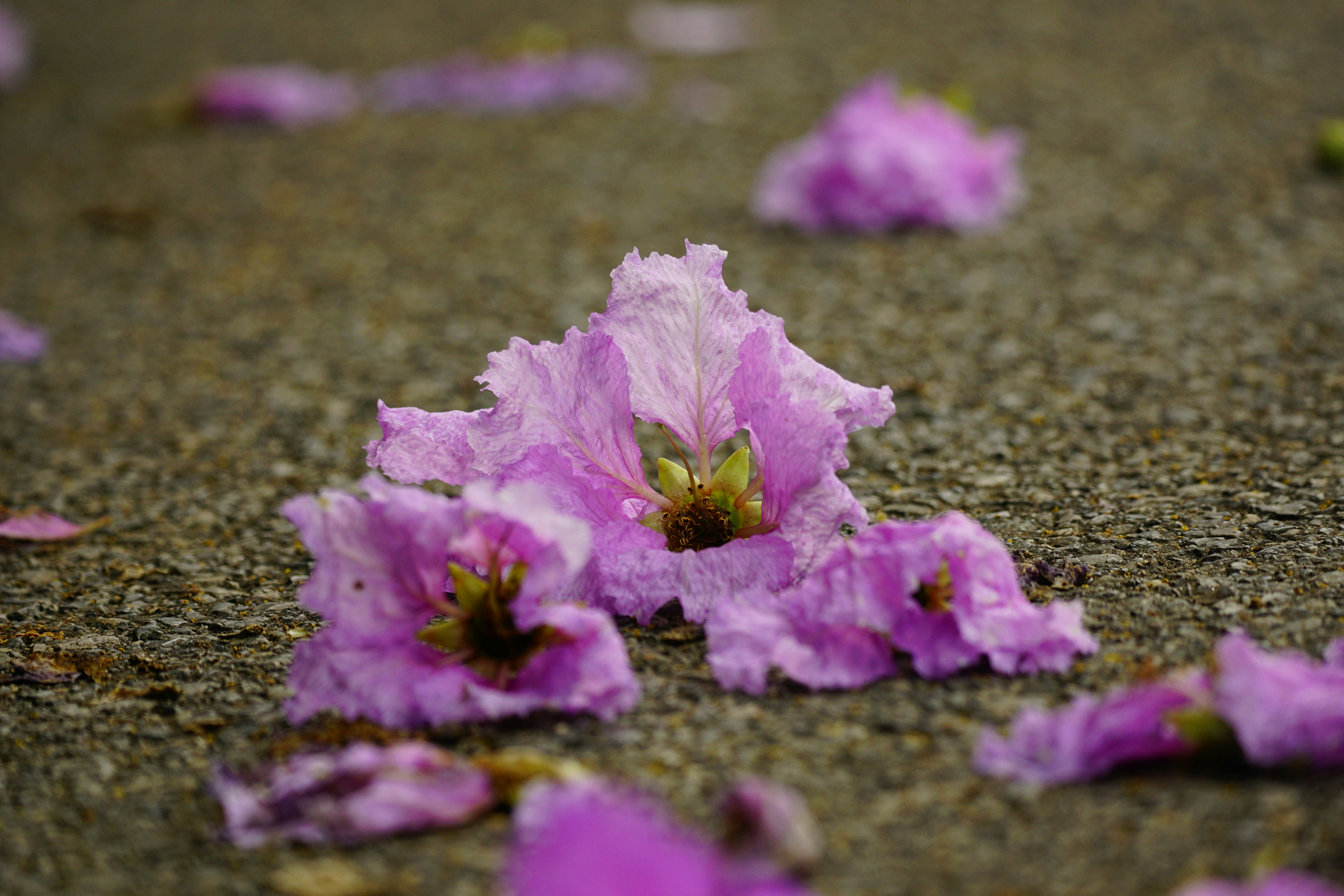 A bunch of flowers that are laying on the ground photo – Free Flower ...