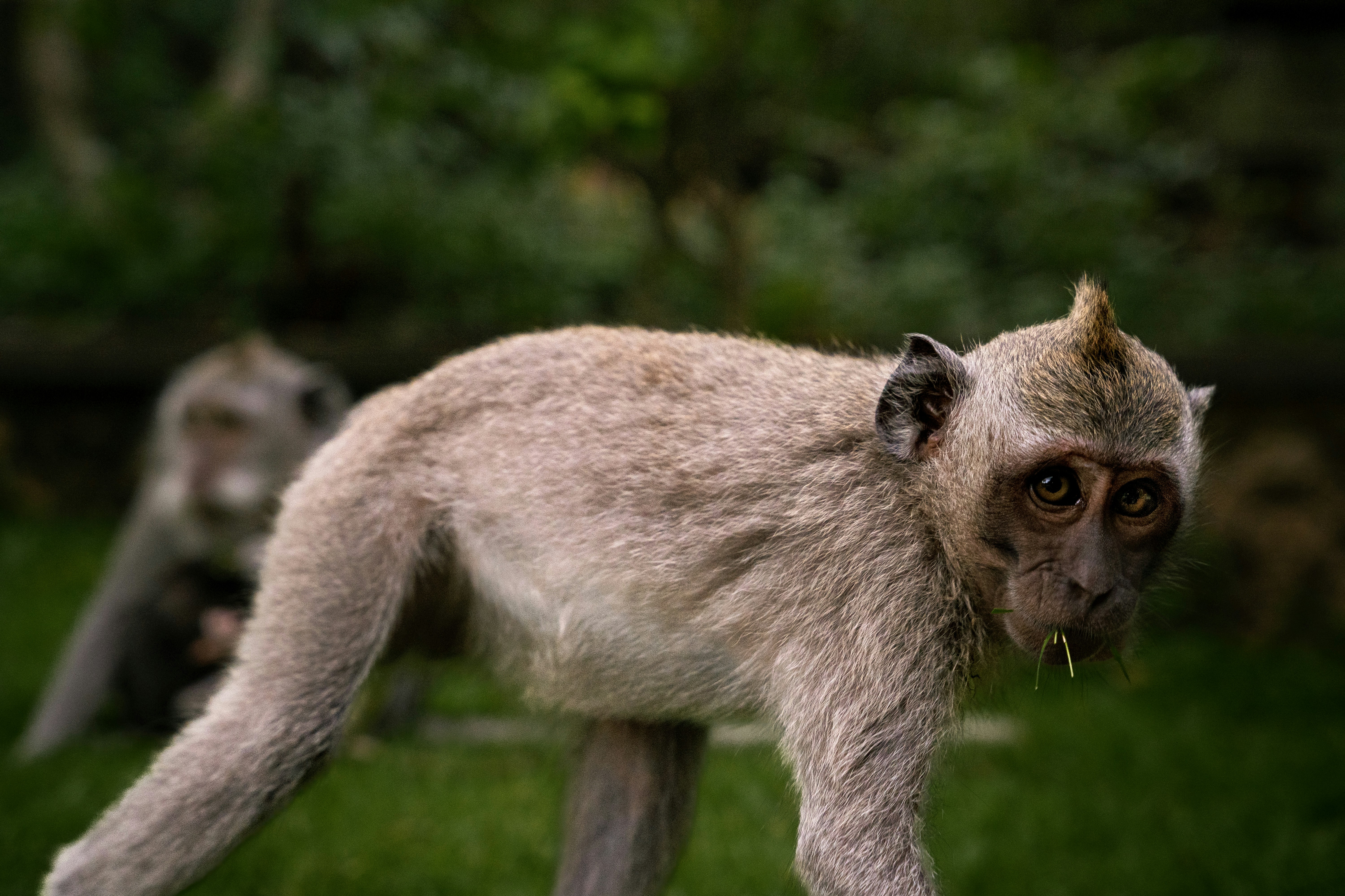 A small monkey standing on top of a lush green field photo – Free ...