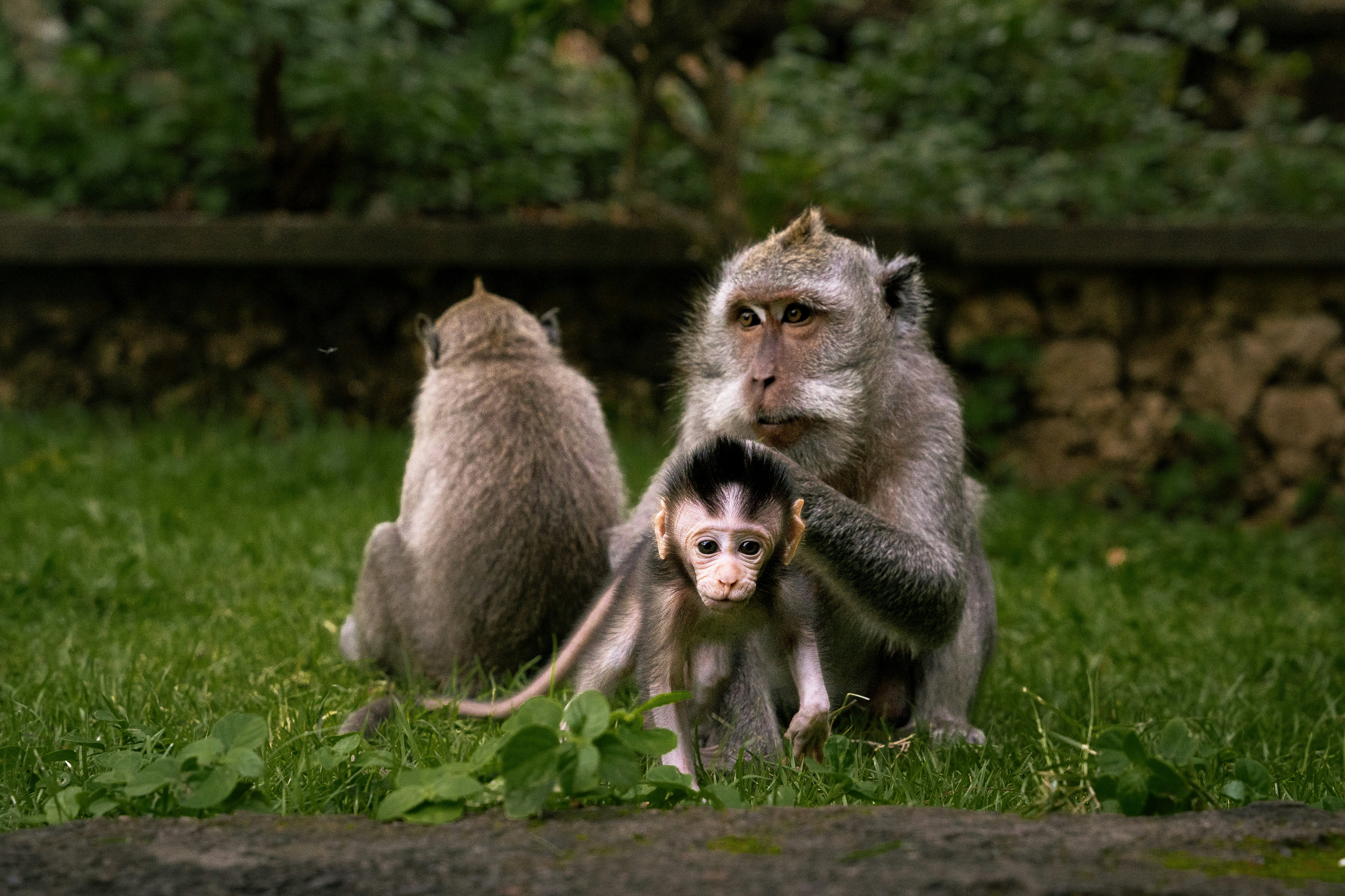 Deux singes sont assis dans l’herbe et l’un tient un bébé singe photo ...
