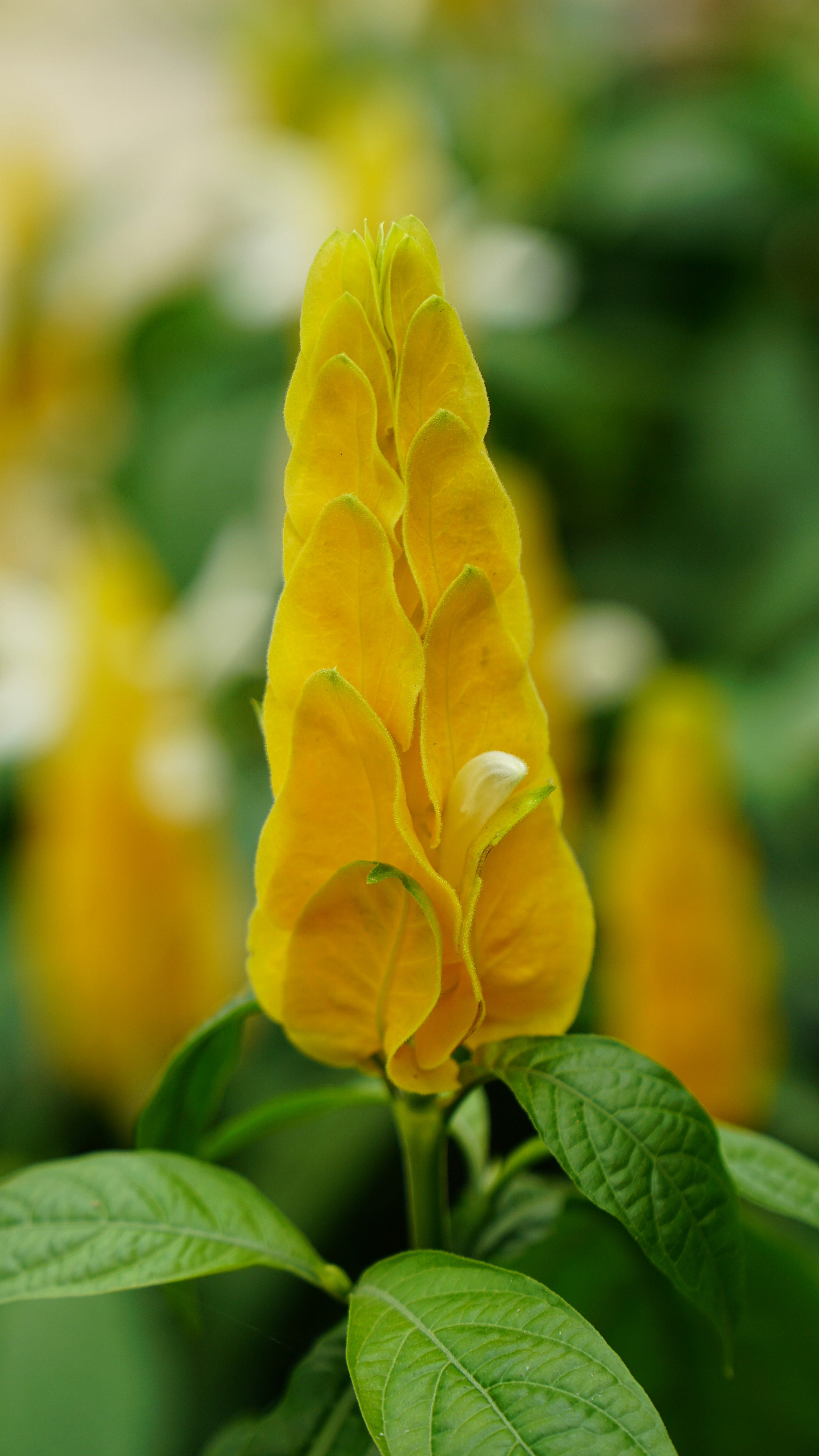 Golden Celosia Spike Reaching Up in Soft Focus Garden