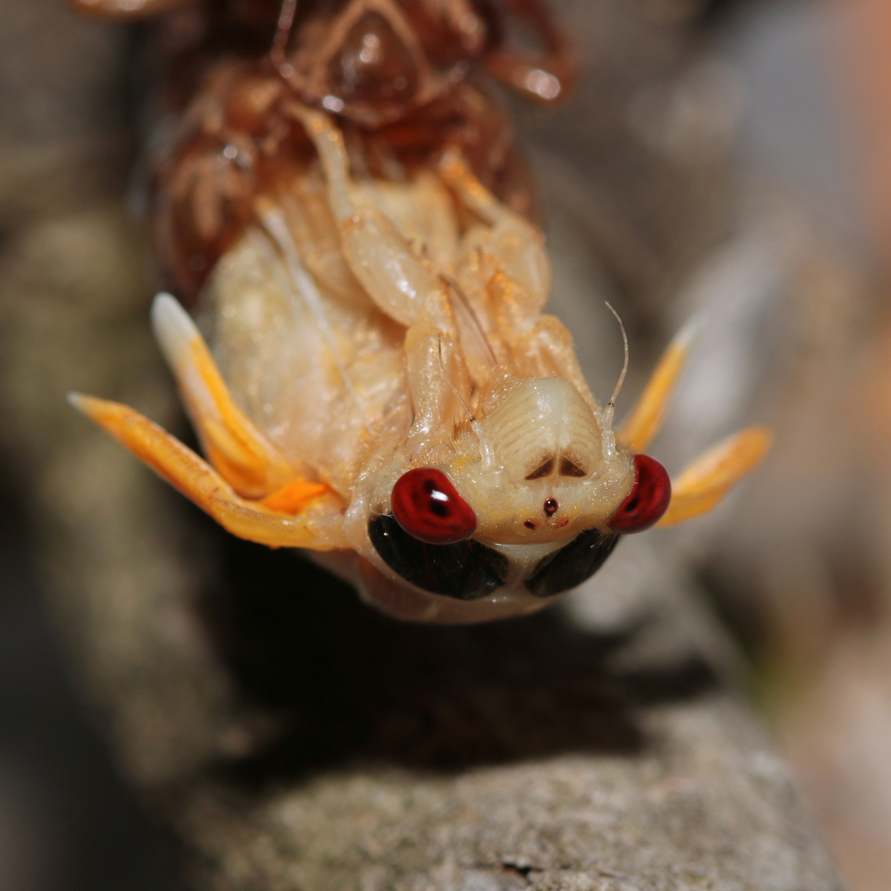 Close-Up of a Curious Insect Face on a Pebble Stage