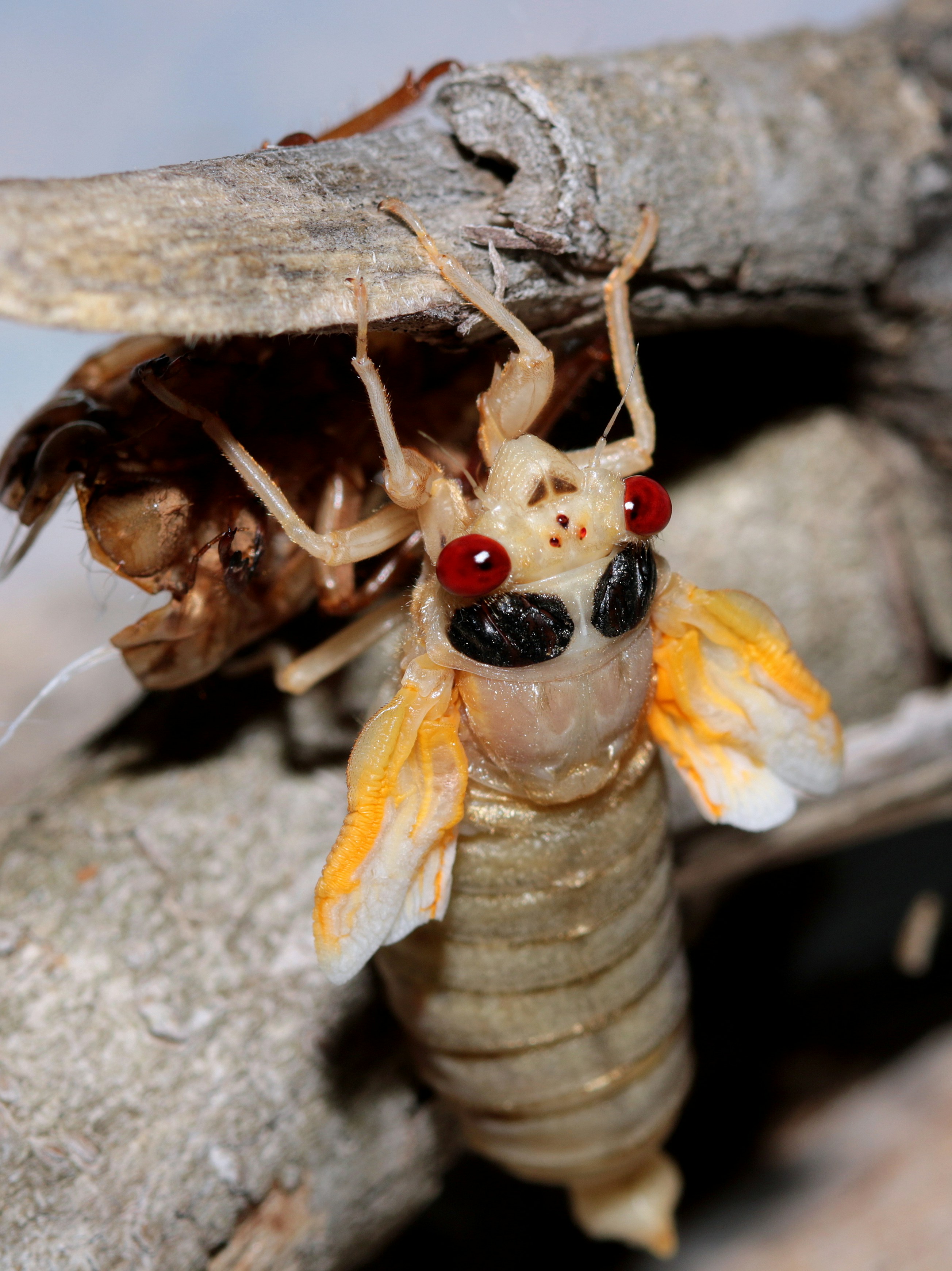 A close up of a bug on a tree branch photo – Free Brood xix cicada ...