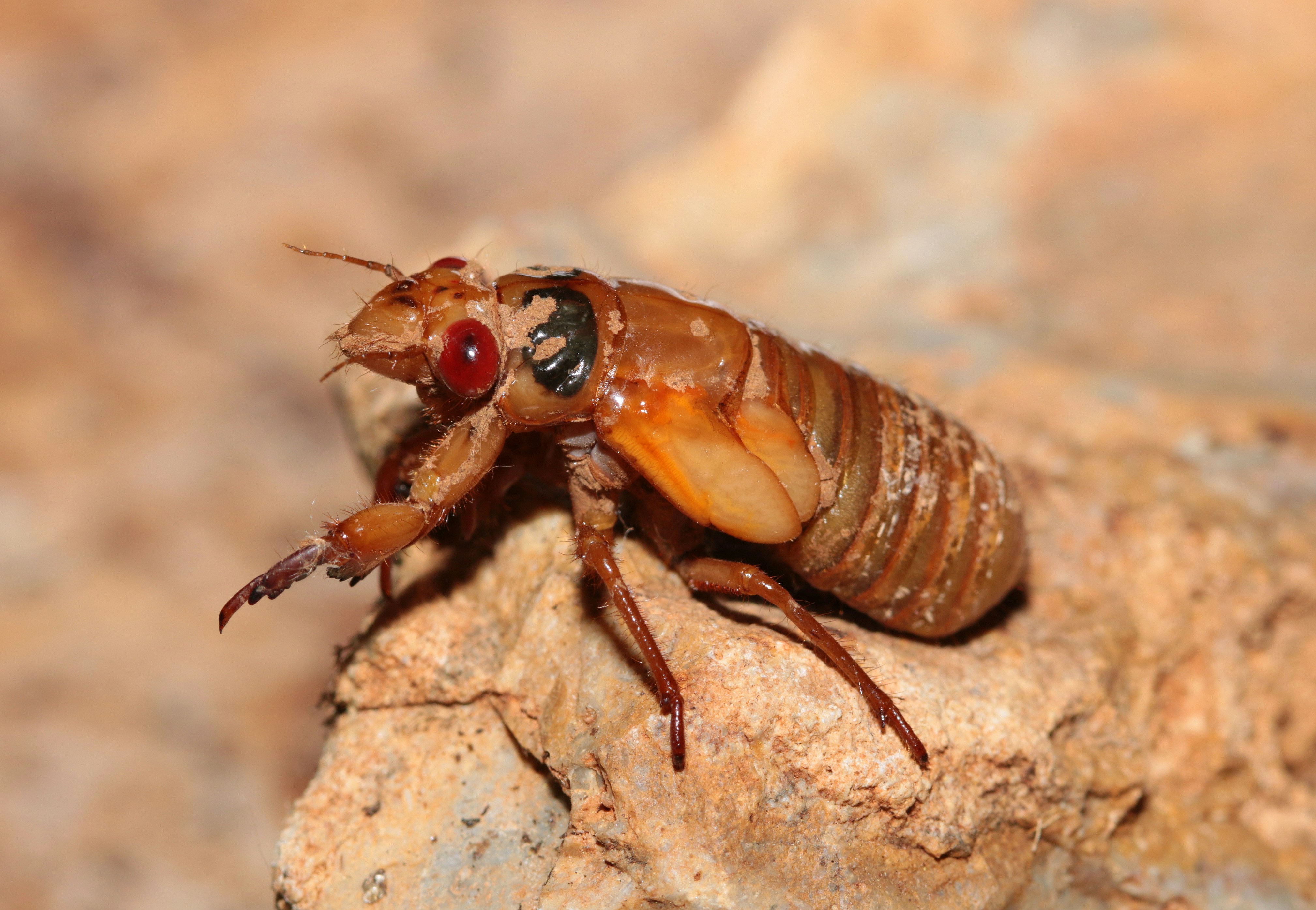 16 Amazing Animals You Can See in Arizona - Animals Around The Globe