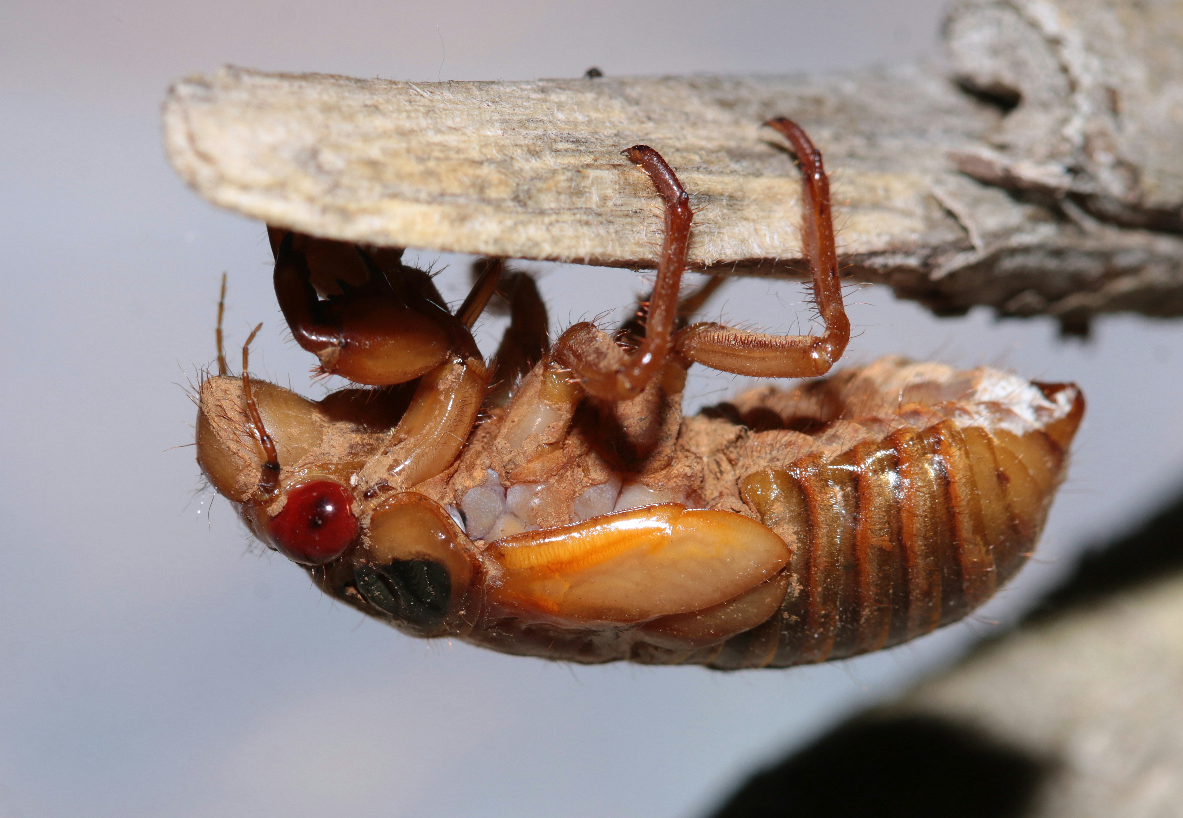 A close up of a bug on a branch photo – Free Brood xix cicada Image on ...