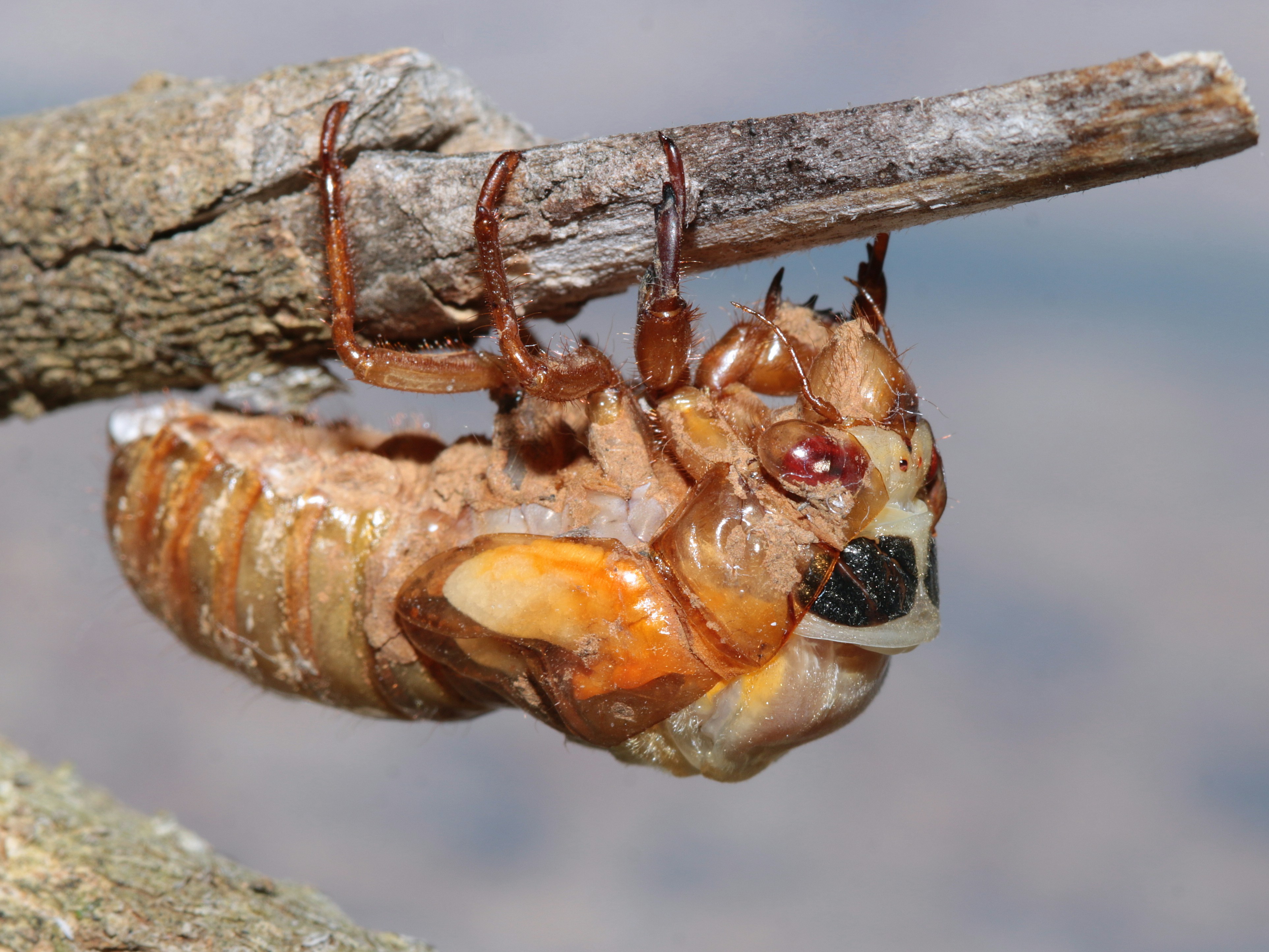 A close up of a bug on a branch photo – Free Brood xix cicada Image on ...