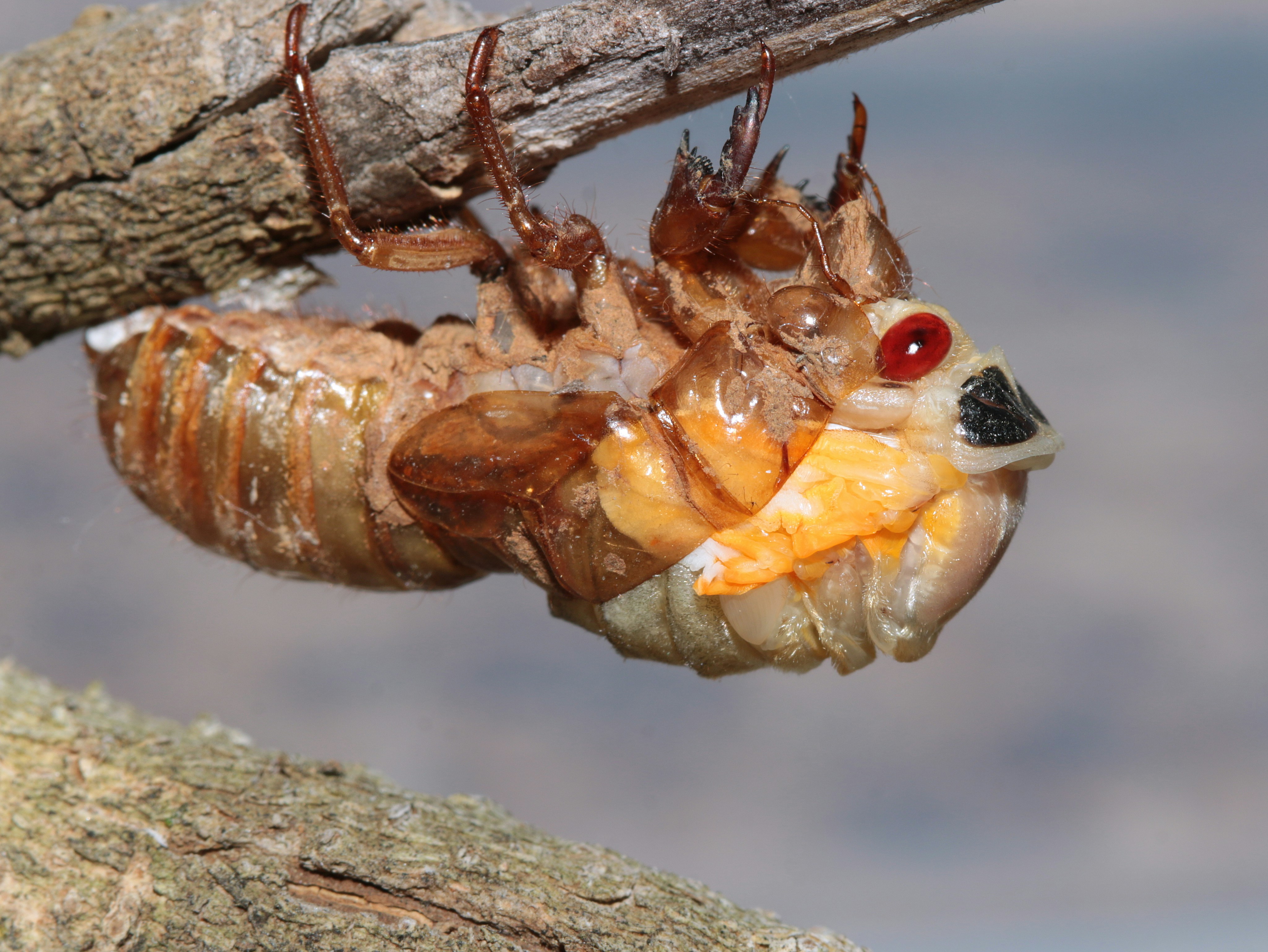 Amber Exoskeleton Adrift on Bark: A Macro Portrait of Emergence