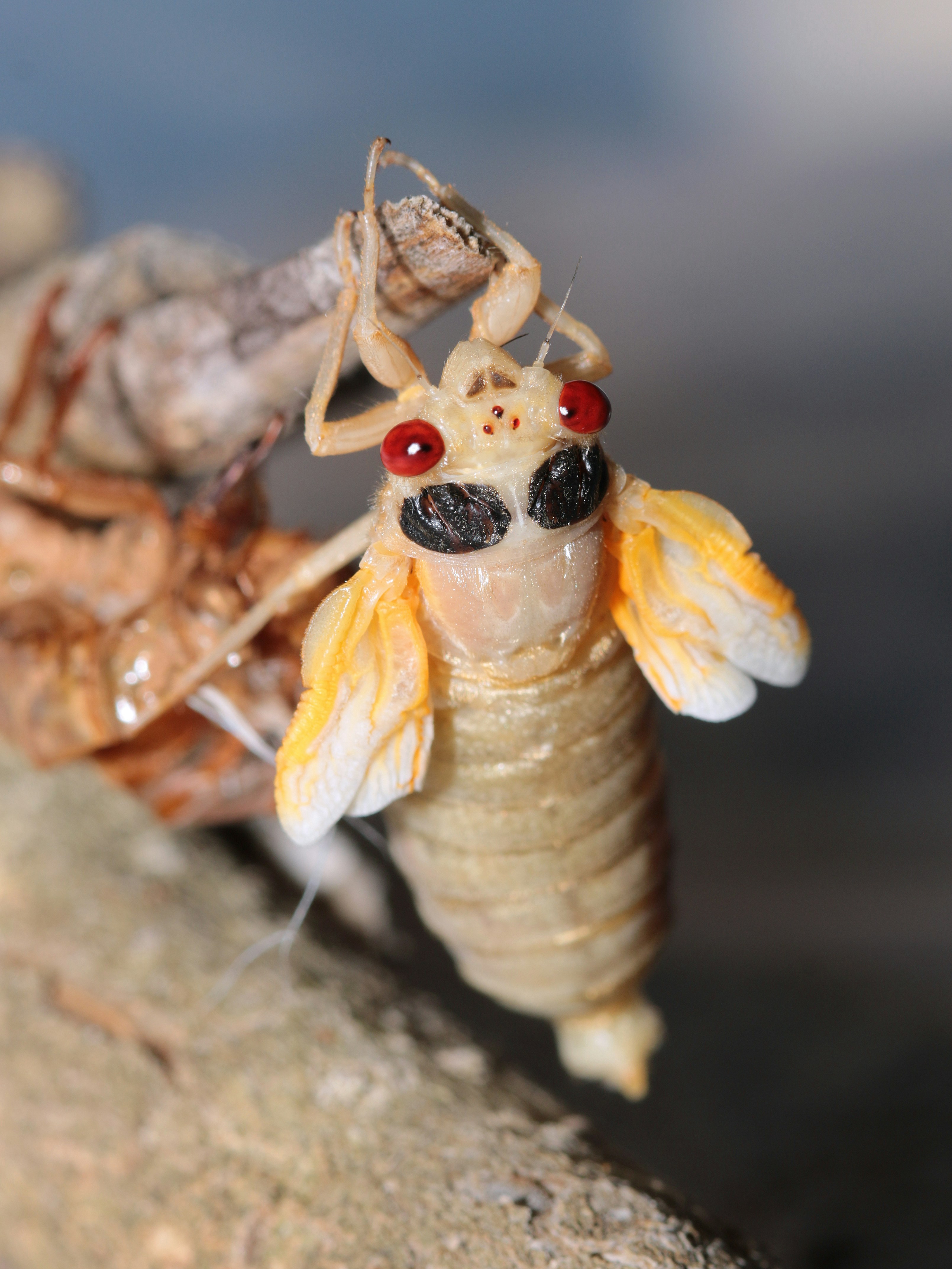 Emergence on the Edge: Macro Portrait of an Orange-Winged Insect with Ruby Eyes