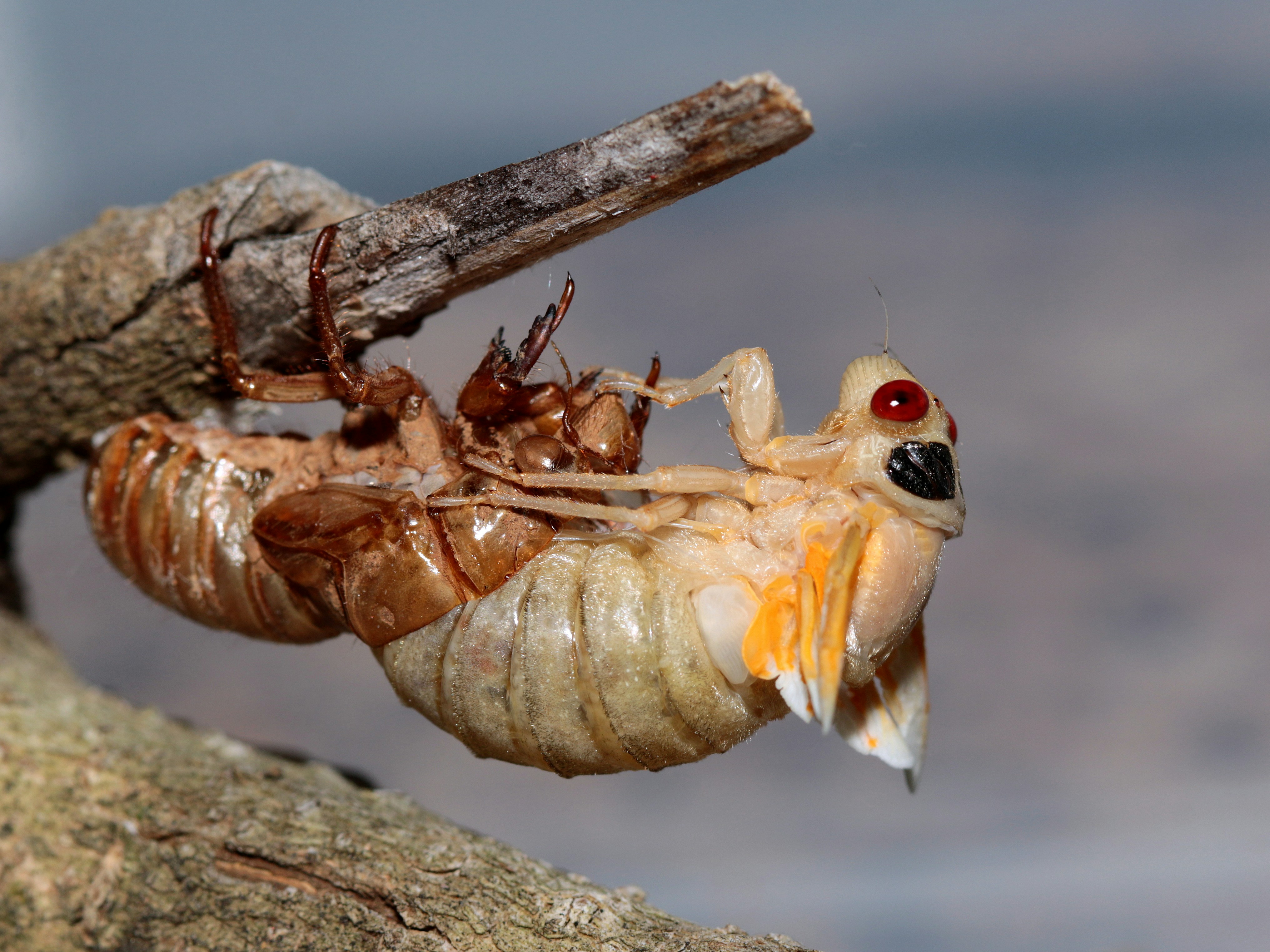 A close up of a bug on a tree branch photo – Free Brood xix cicada ...
