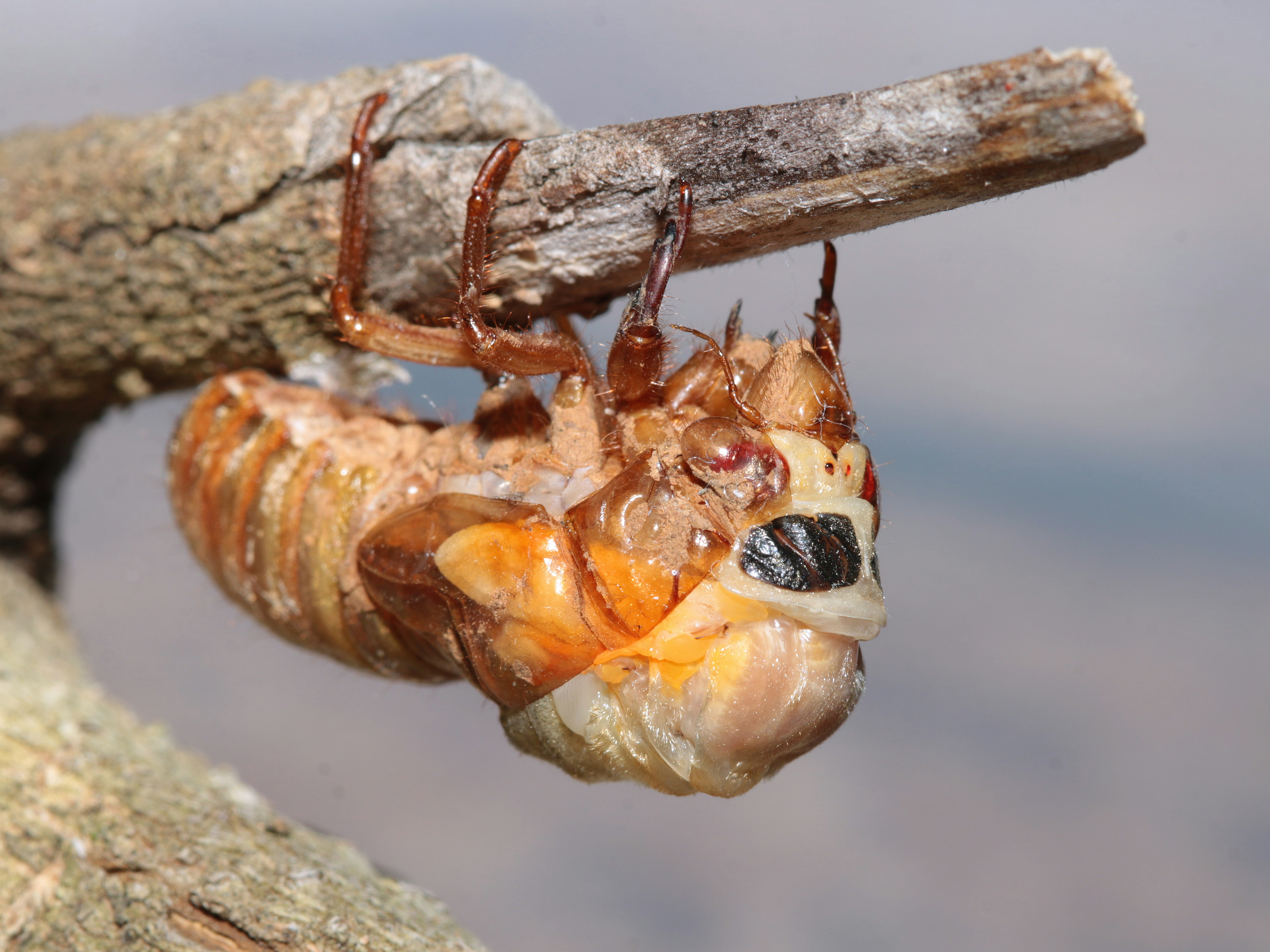Cracked Crown on Twig: A Cicada Exoskeleton Clings to Weathered Wood