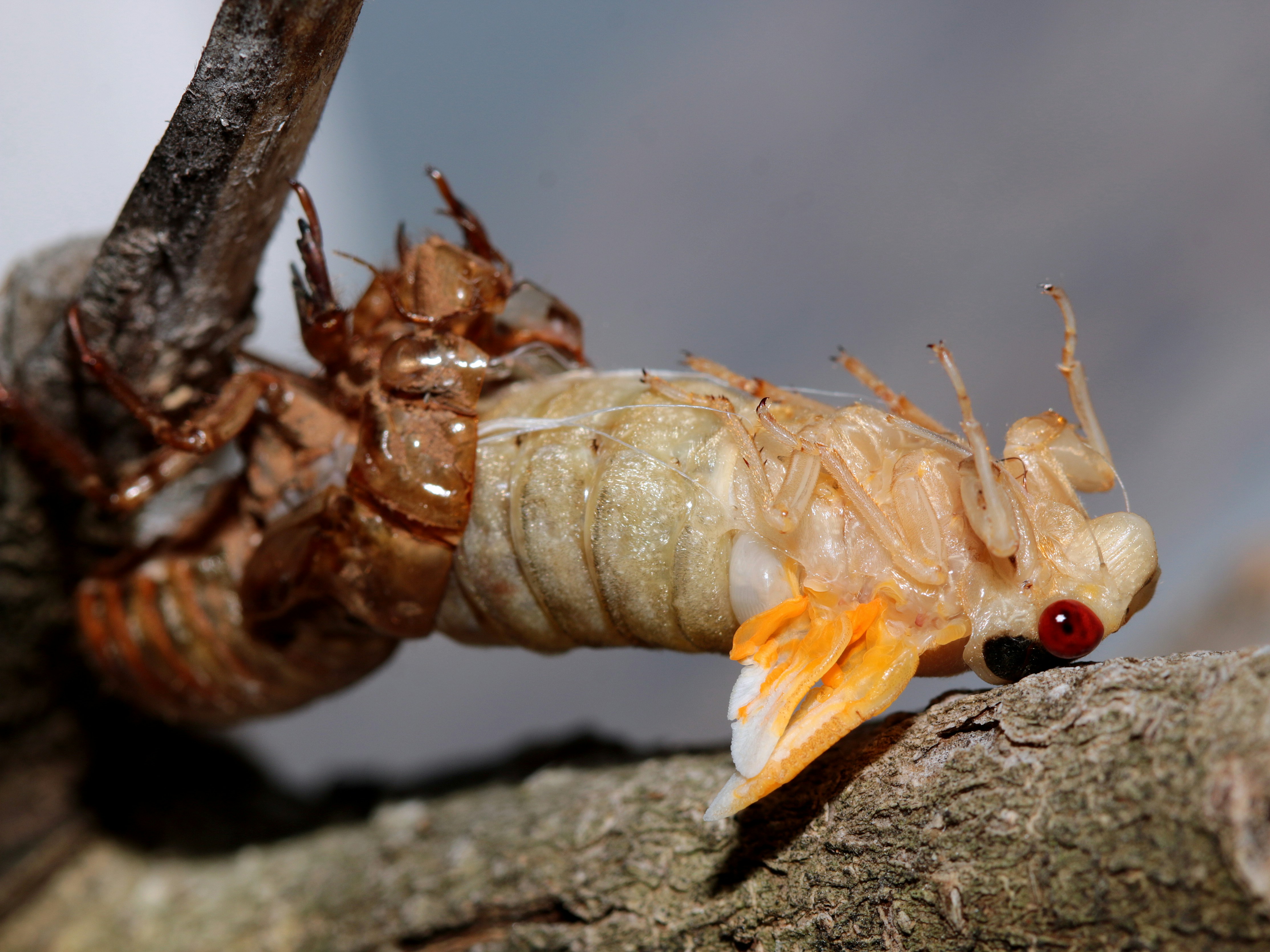 A close up of a bug on a tree branch photo – Free Animal Image on Unsplash