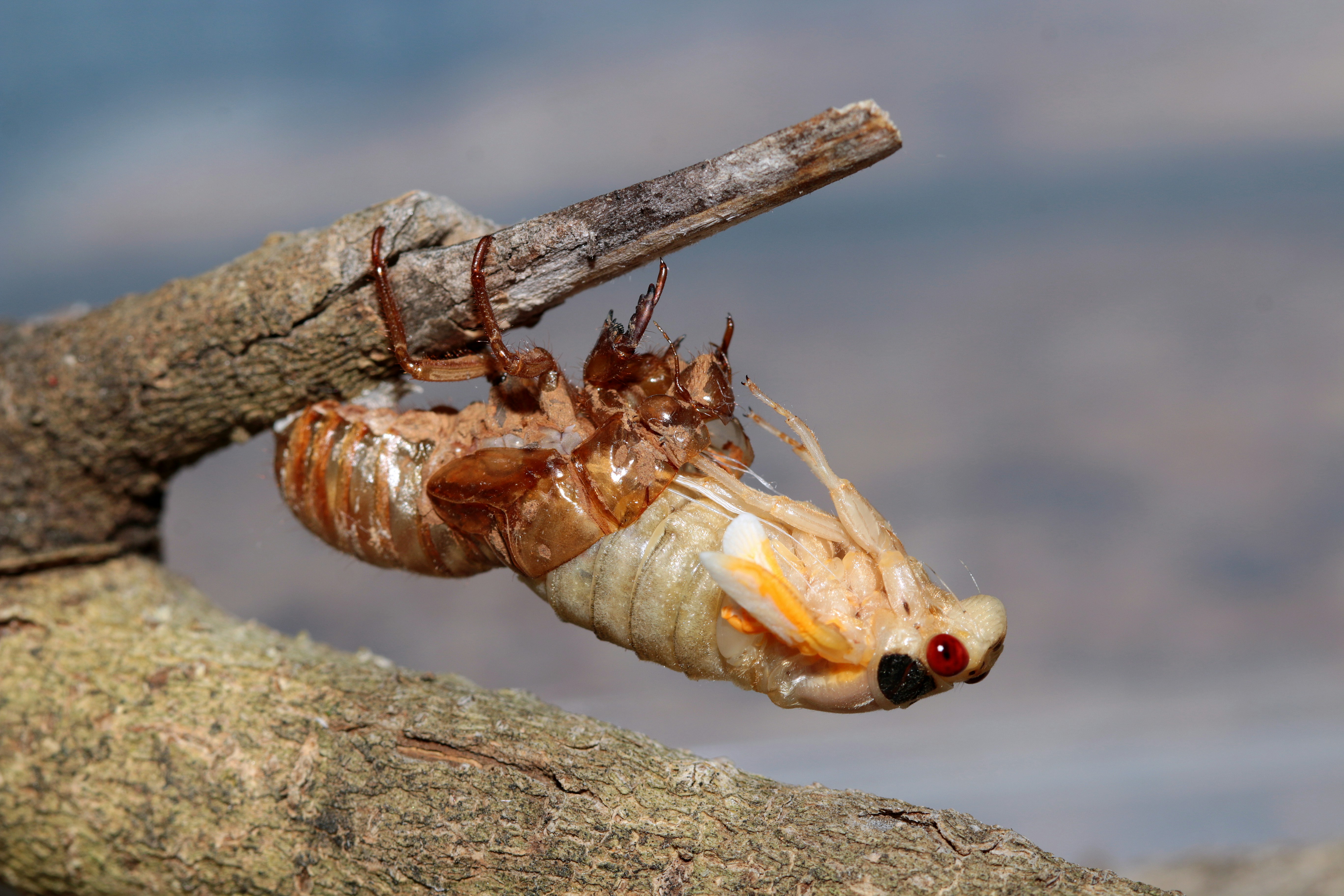 A close up of a bug on a tree branch photo – Free Brood xix cicada ...