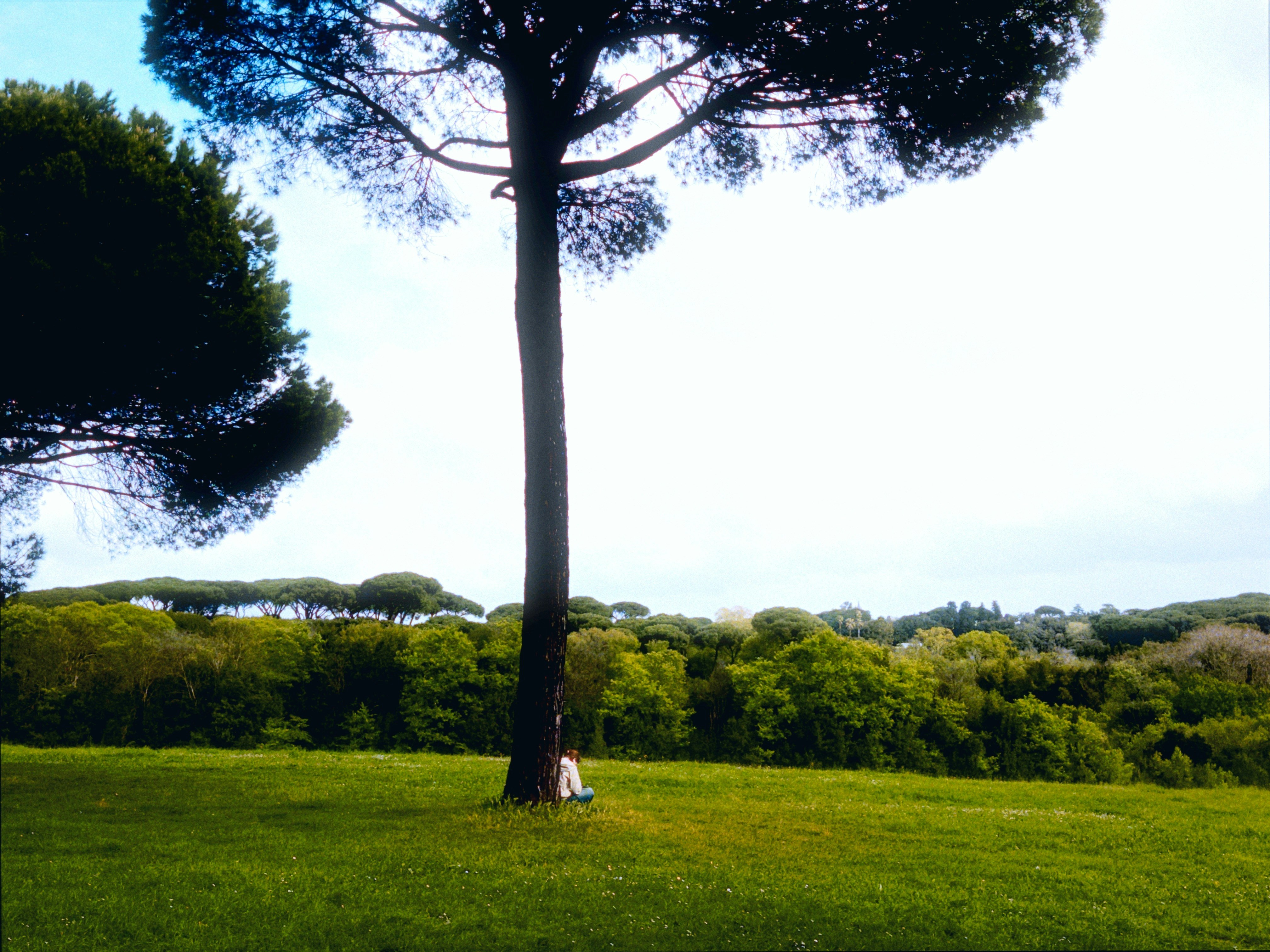 a person sitting under a tree in a field
