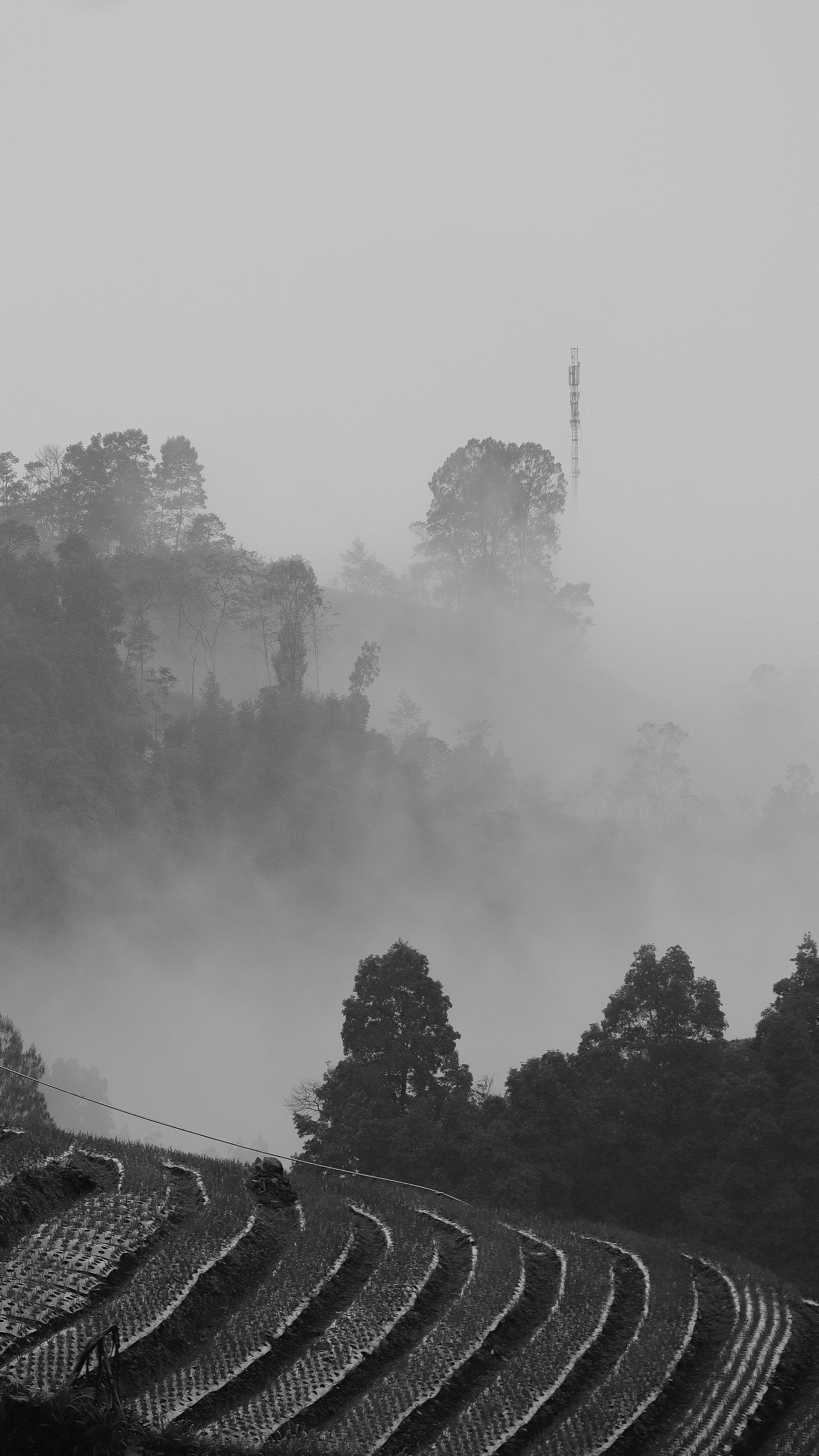 Mist-Laced Terraces Under a Lone Mast