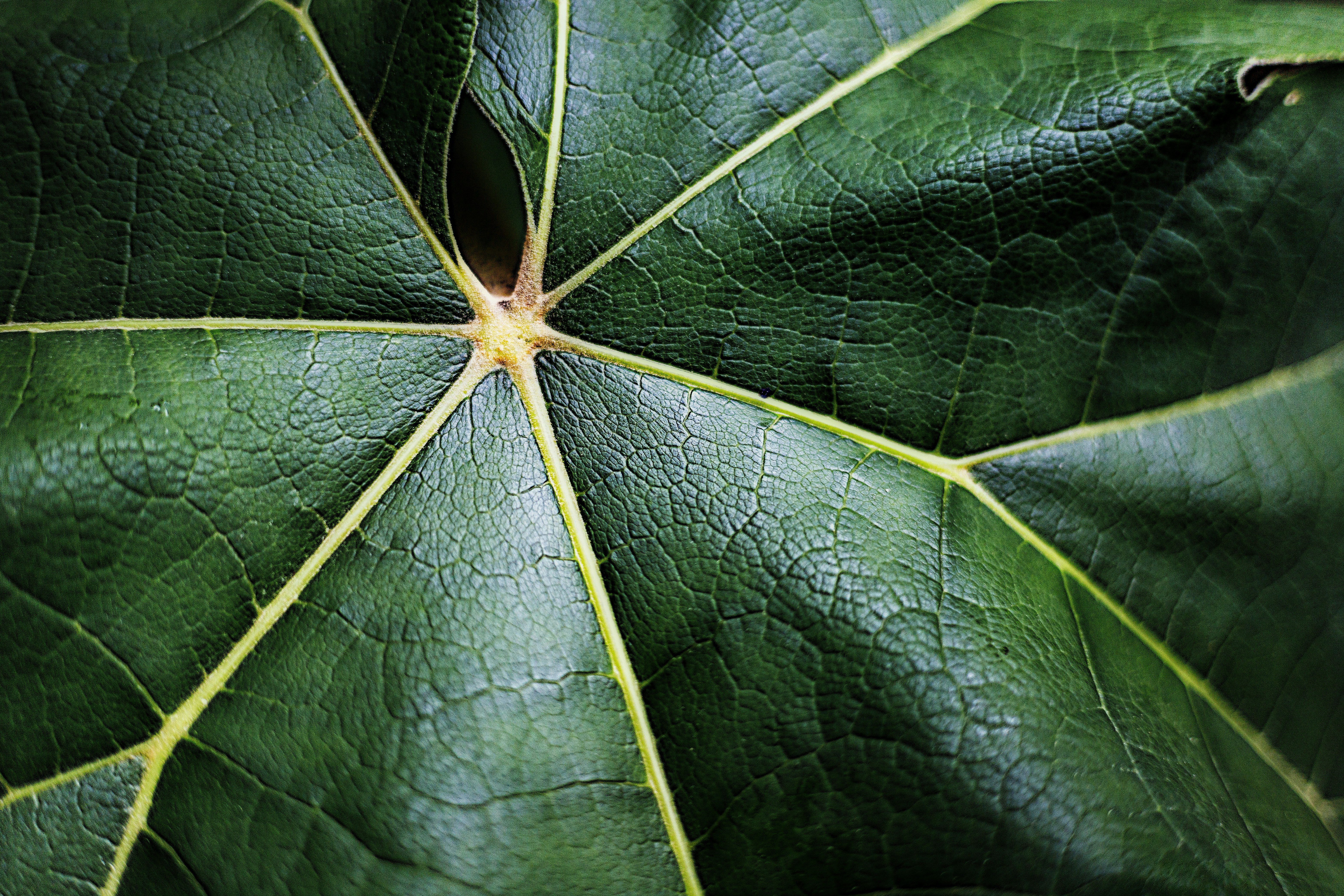 Veins Converge: A Macro Portrait of Leaf Veins and Central Node