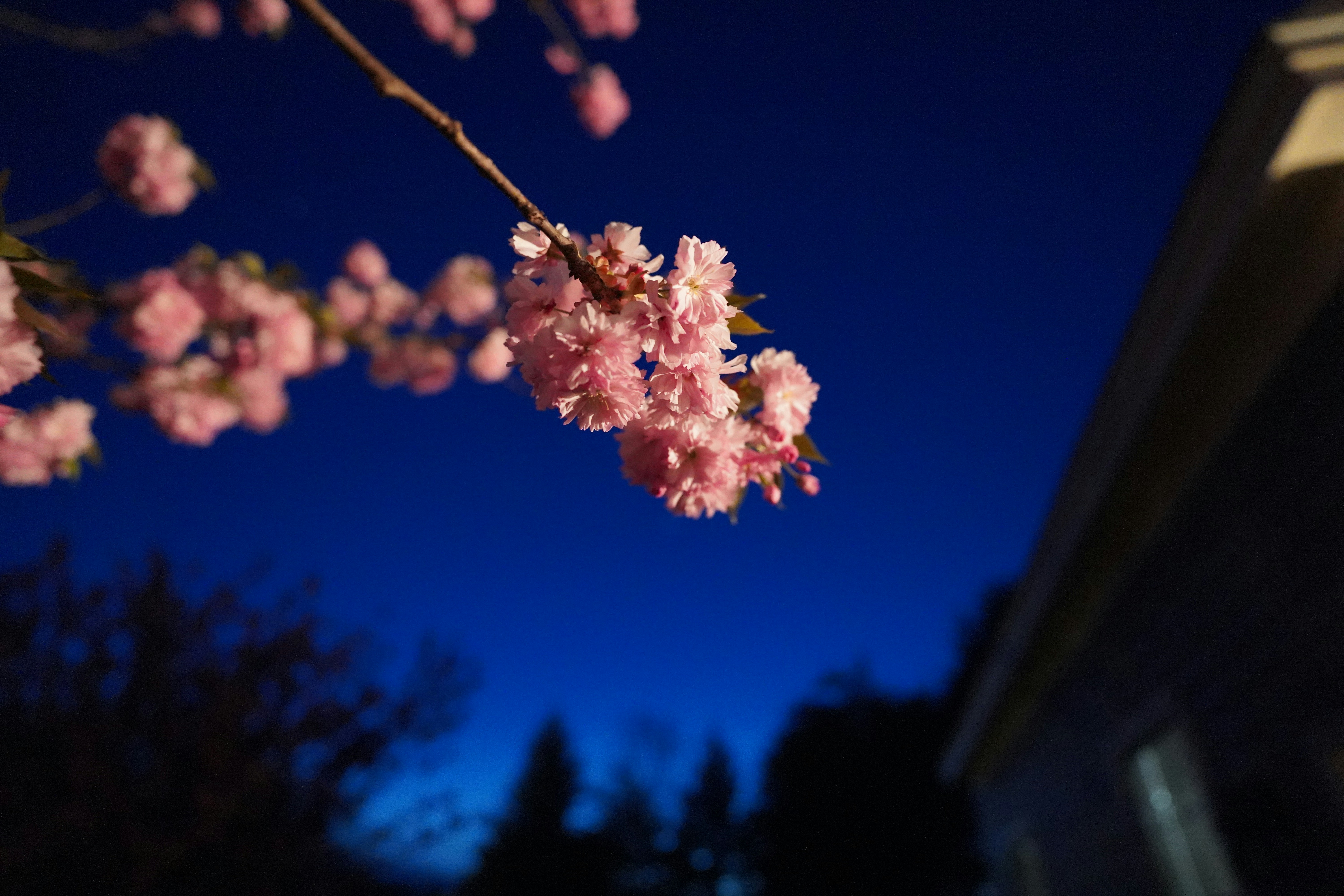 Cherries at Dusk: A Quiet Bloom Under Indigo Night