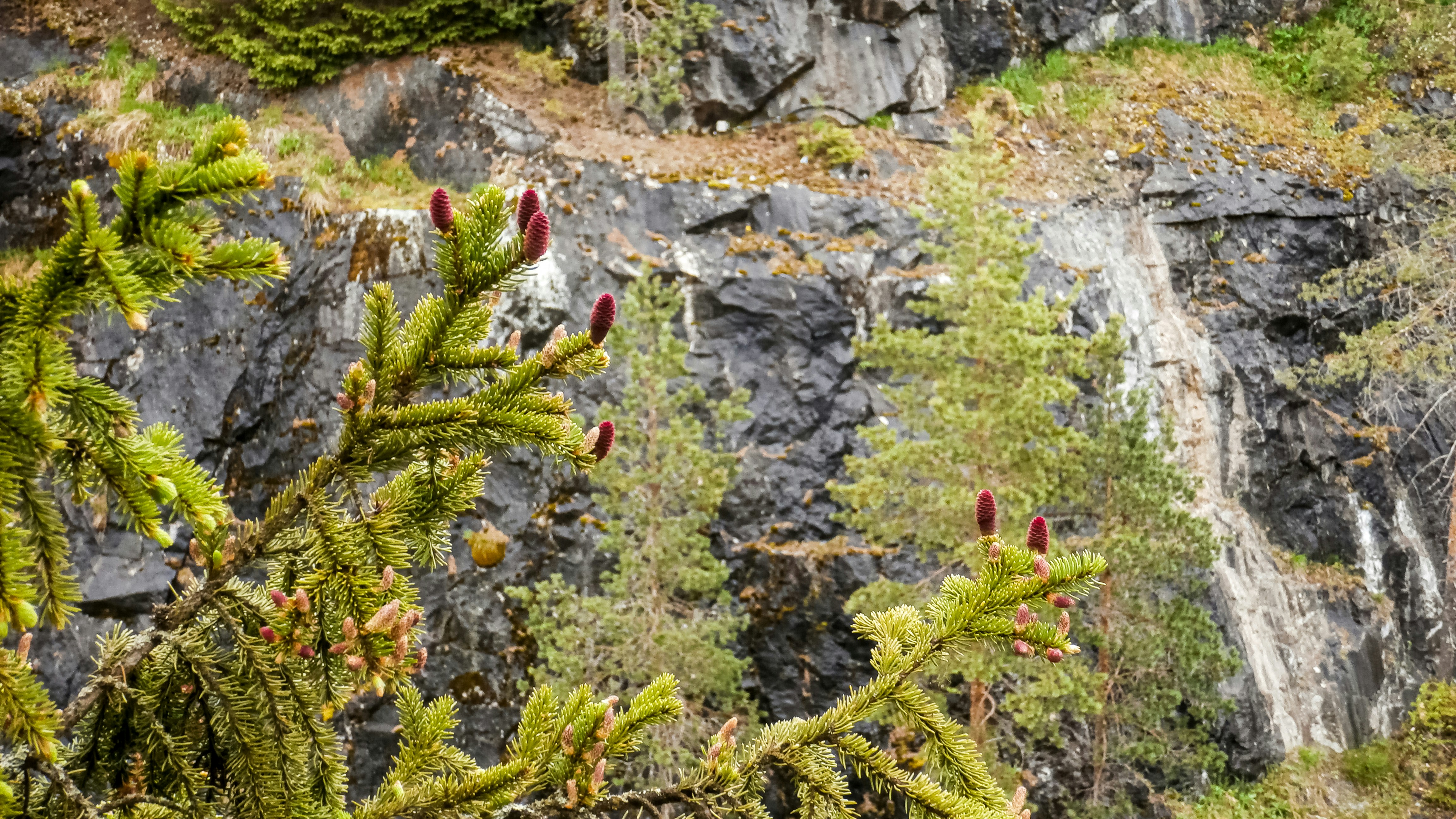 Emerald Sprigs Framing a Granite Cliff