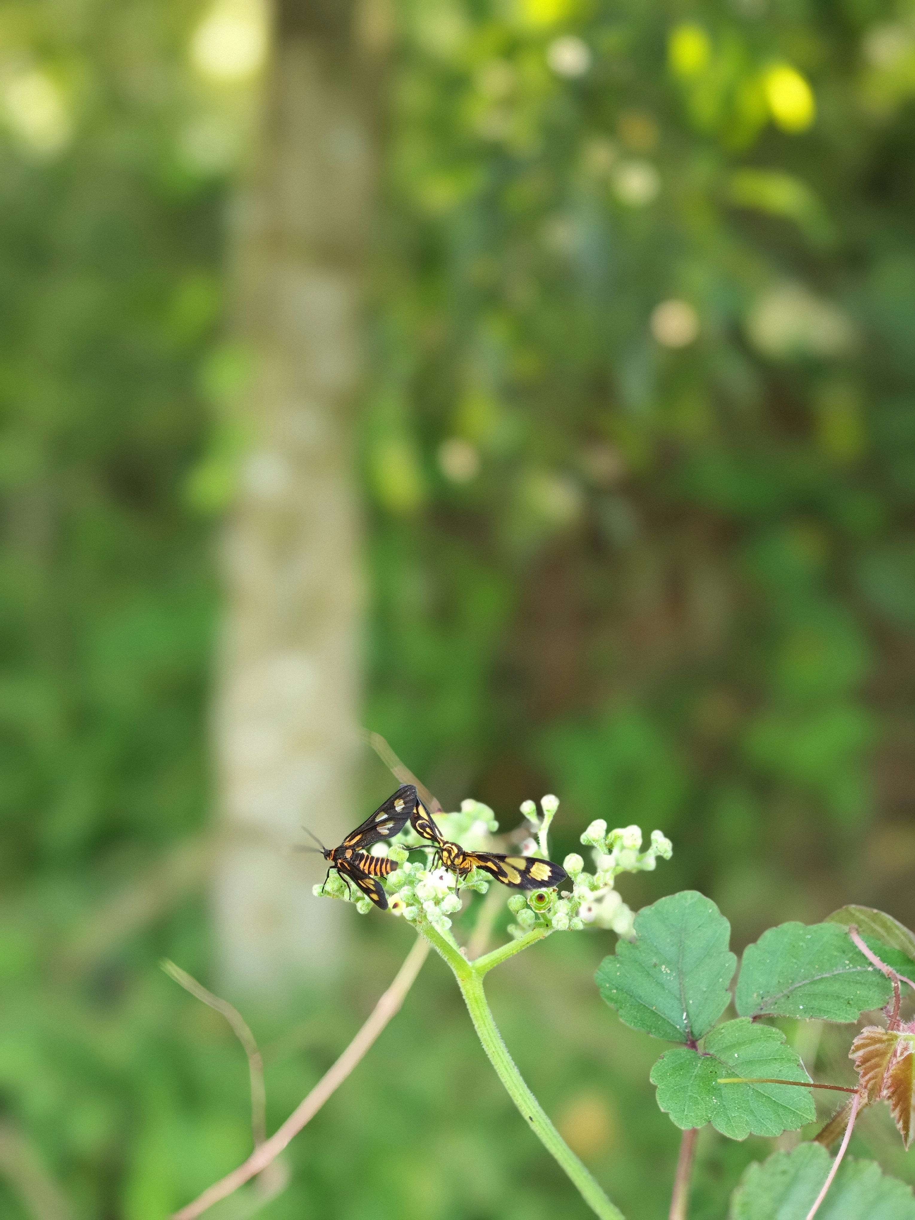 Tandem swallowtail butterflies share a pale bloom in dappled forest light