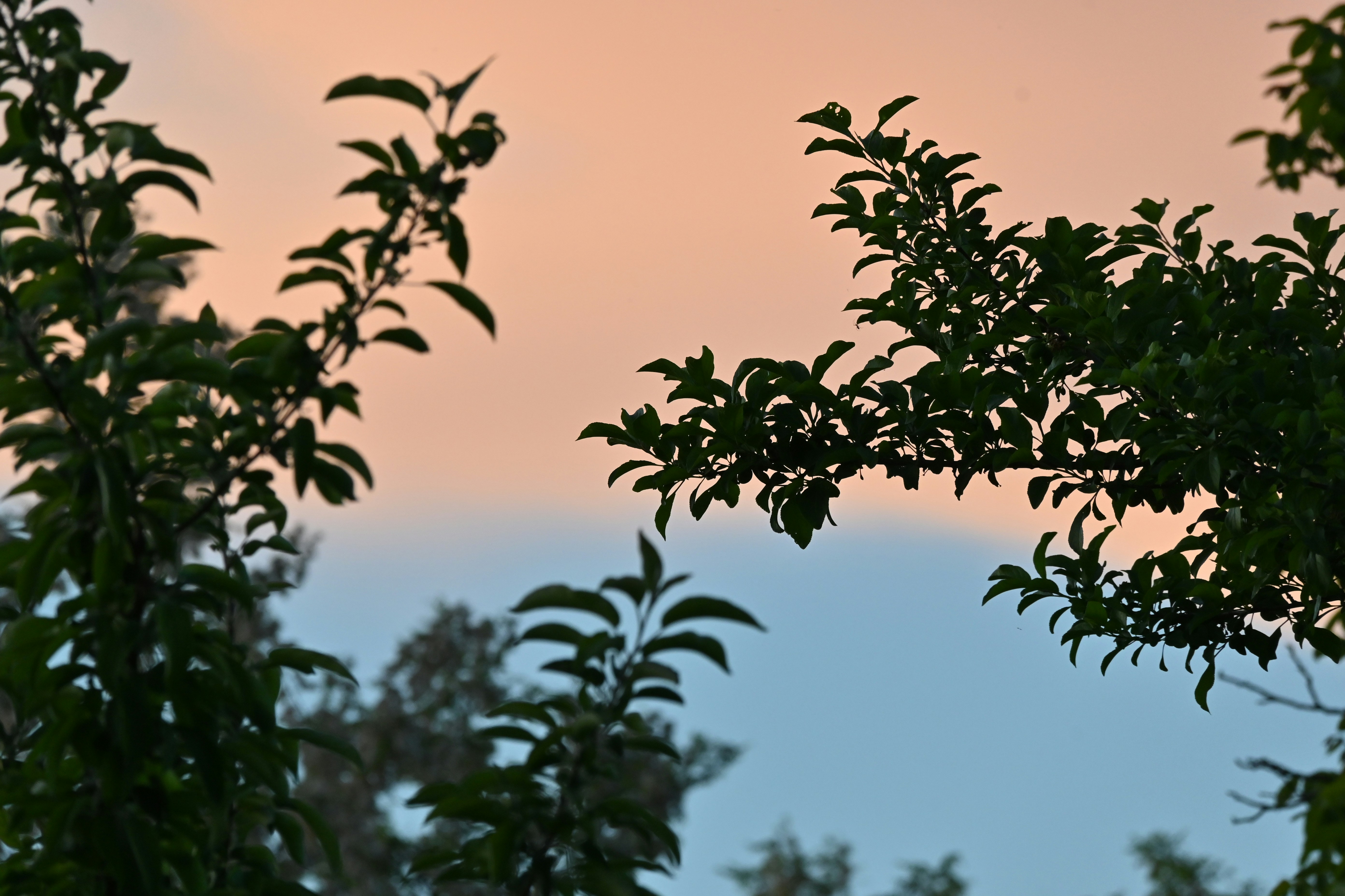 Silhouetted branches frame a soft pastel sky at dusk, creating a serene transition between day and night.