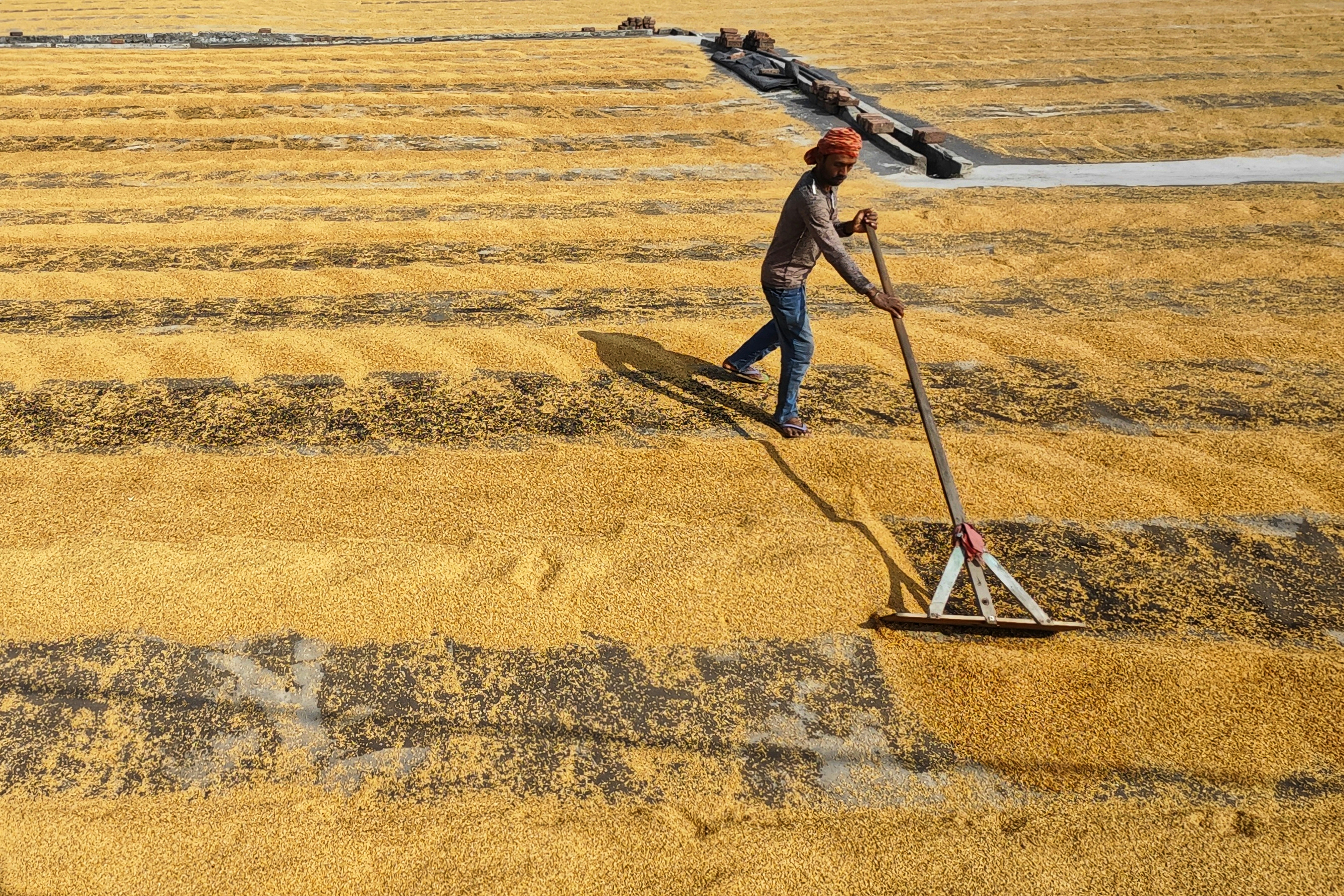 Golden Harvest: A Worker Pushing Through a Sea of Grain
