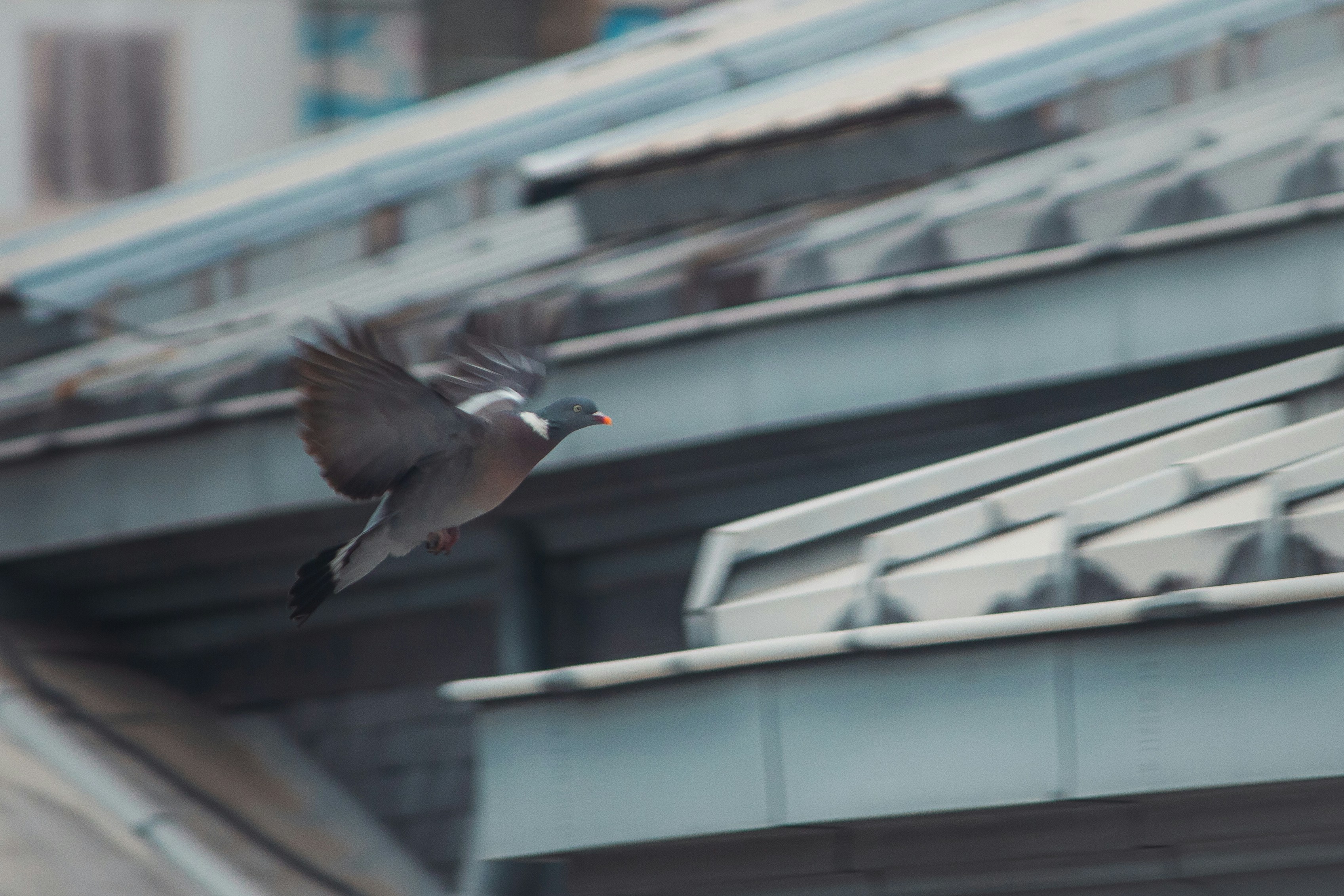 Pigeon in mid-flight, wings spread wide, gliding over rooftops in an urban setting.