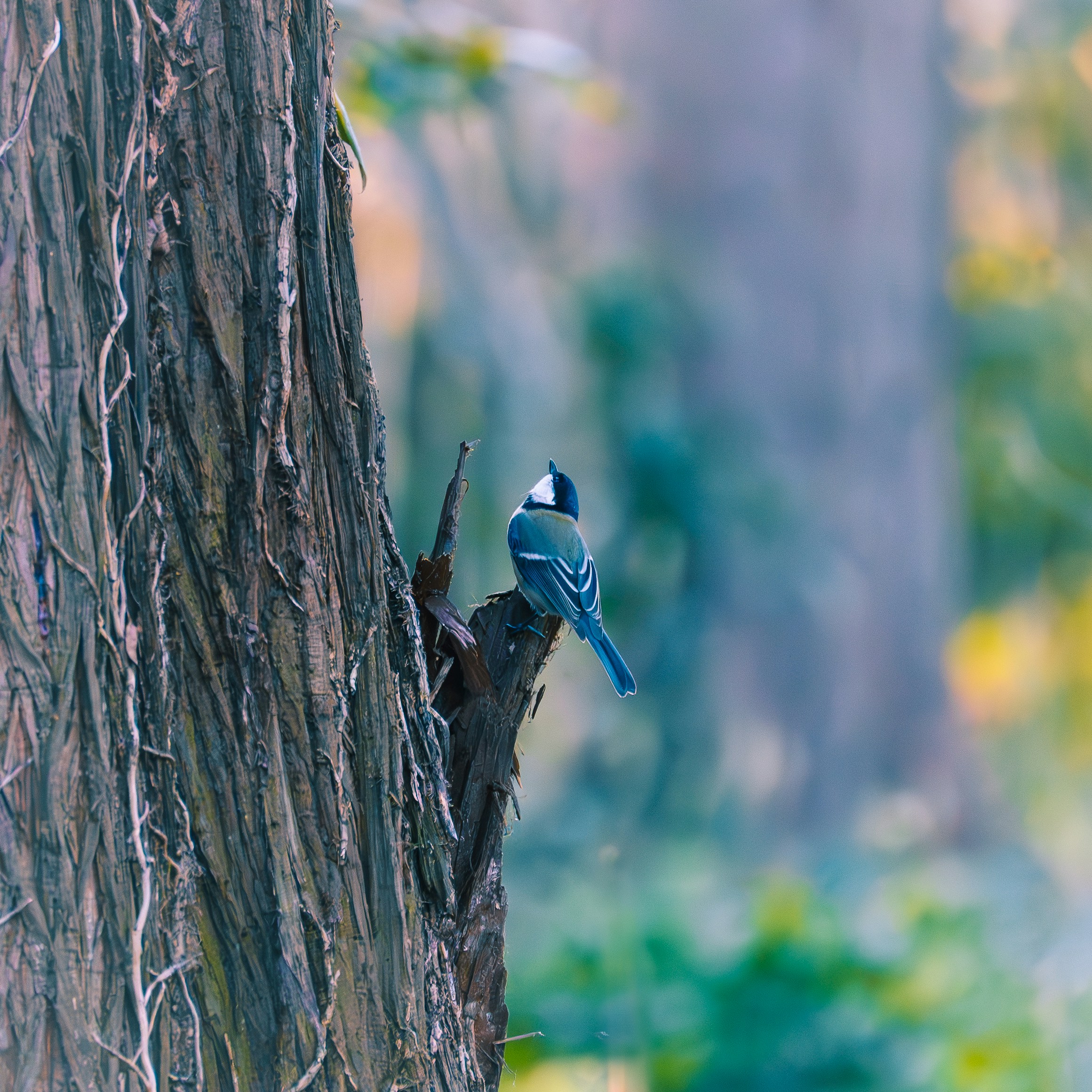 Blue Tit on a Weathered Cedar Branch in Soft Forest Light