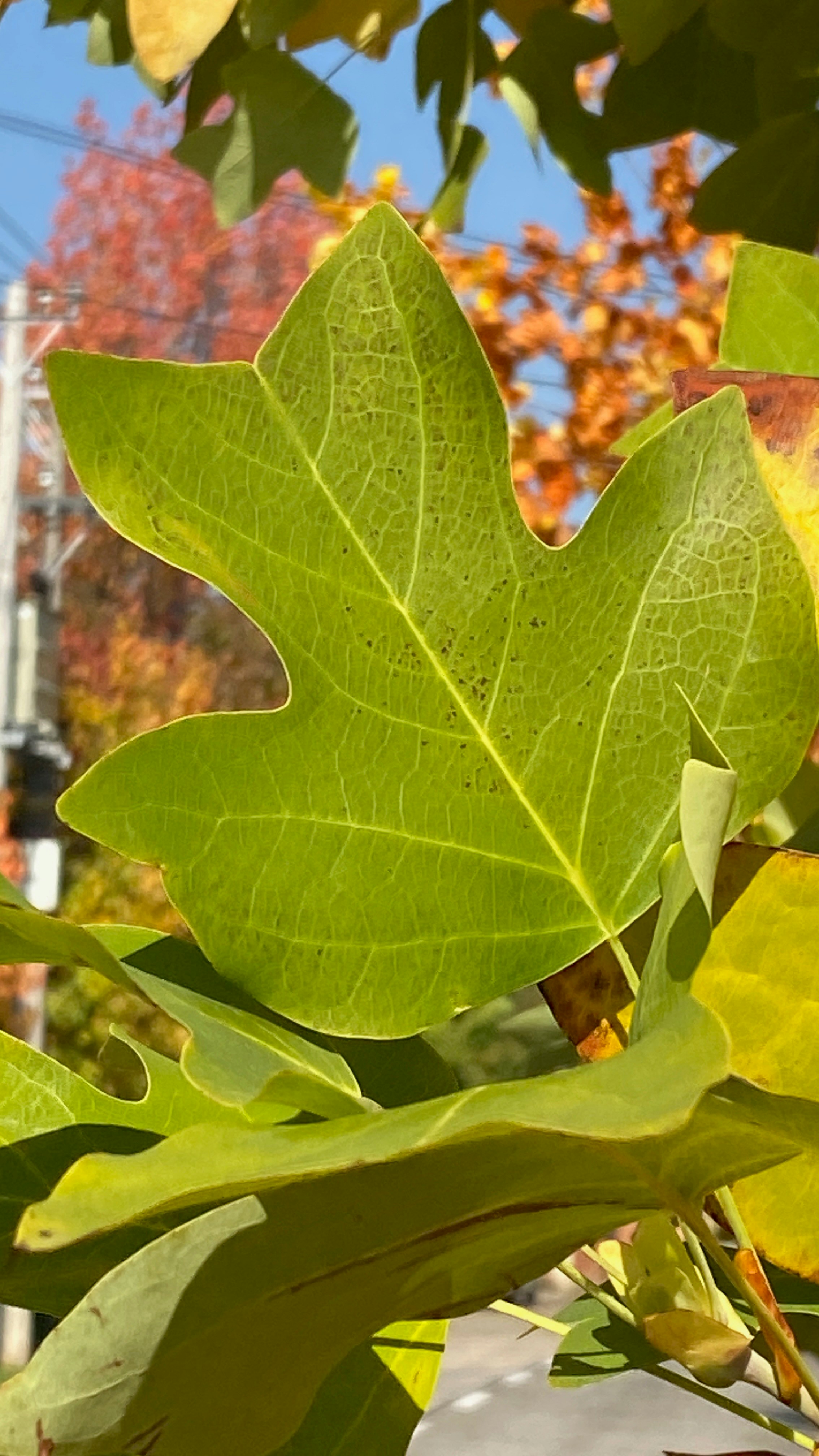 Backlit Green Maple Leaf Framing an Autumn Street Scene
