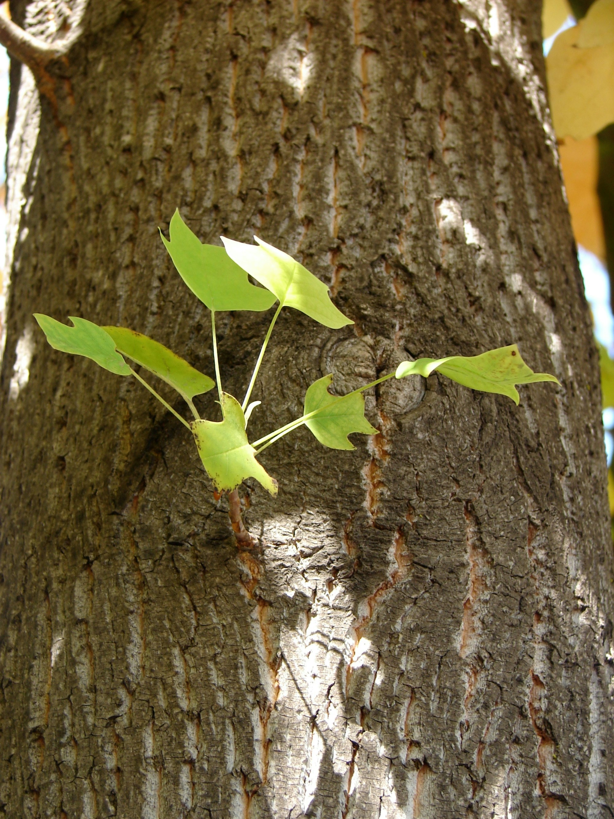 Close-up of a rough tree trunk with a cluster of bright green leaves sprouting from a crack. The vivid foliage contrasts with the textured bark, highlighting new growth.