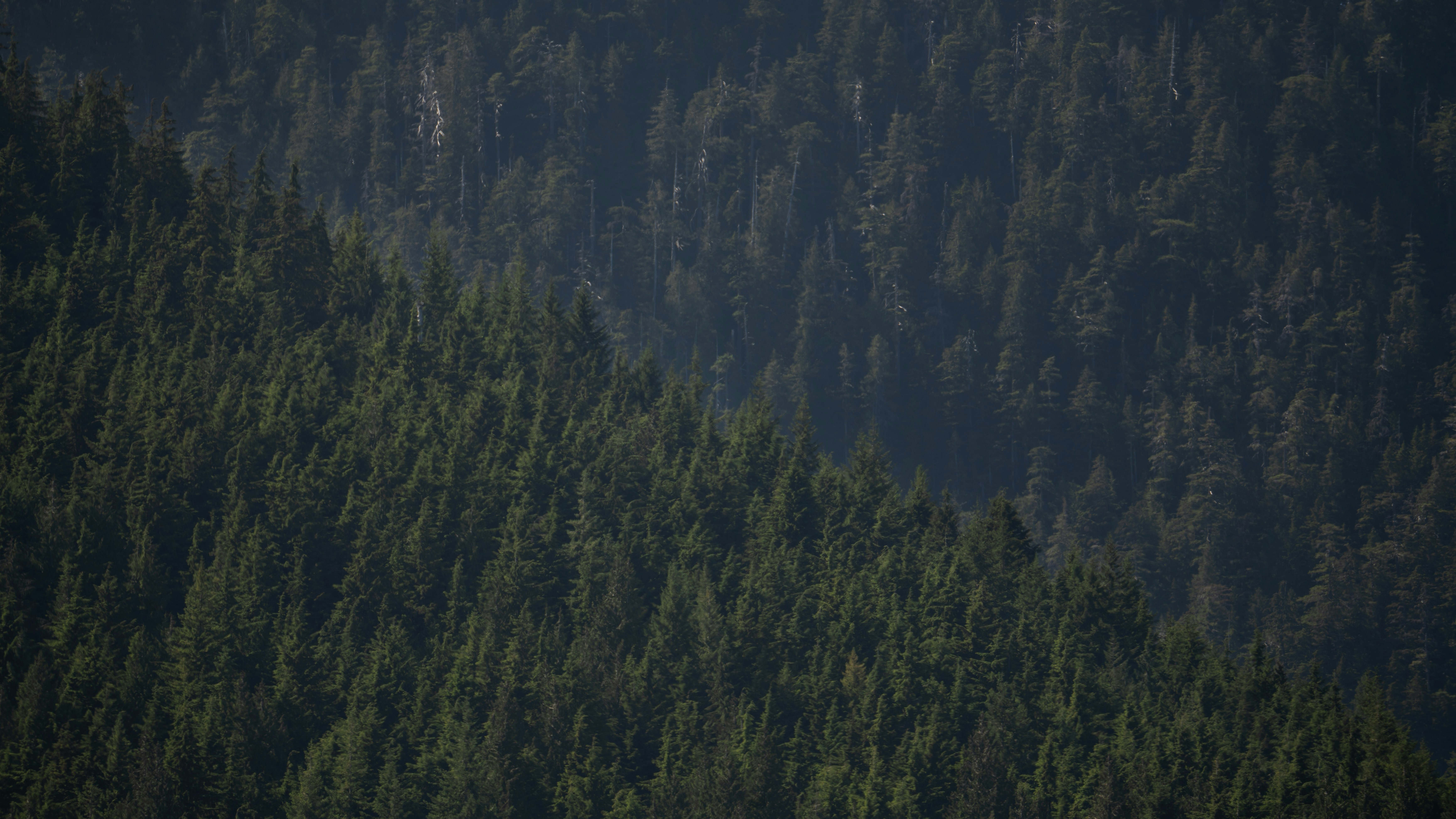 A view of a dense forest blanketed in mist, with tall trees standing prominently in the foreground.