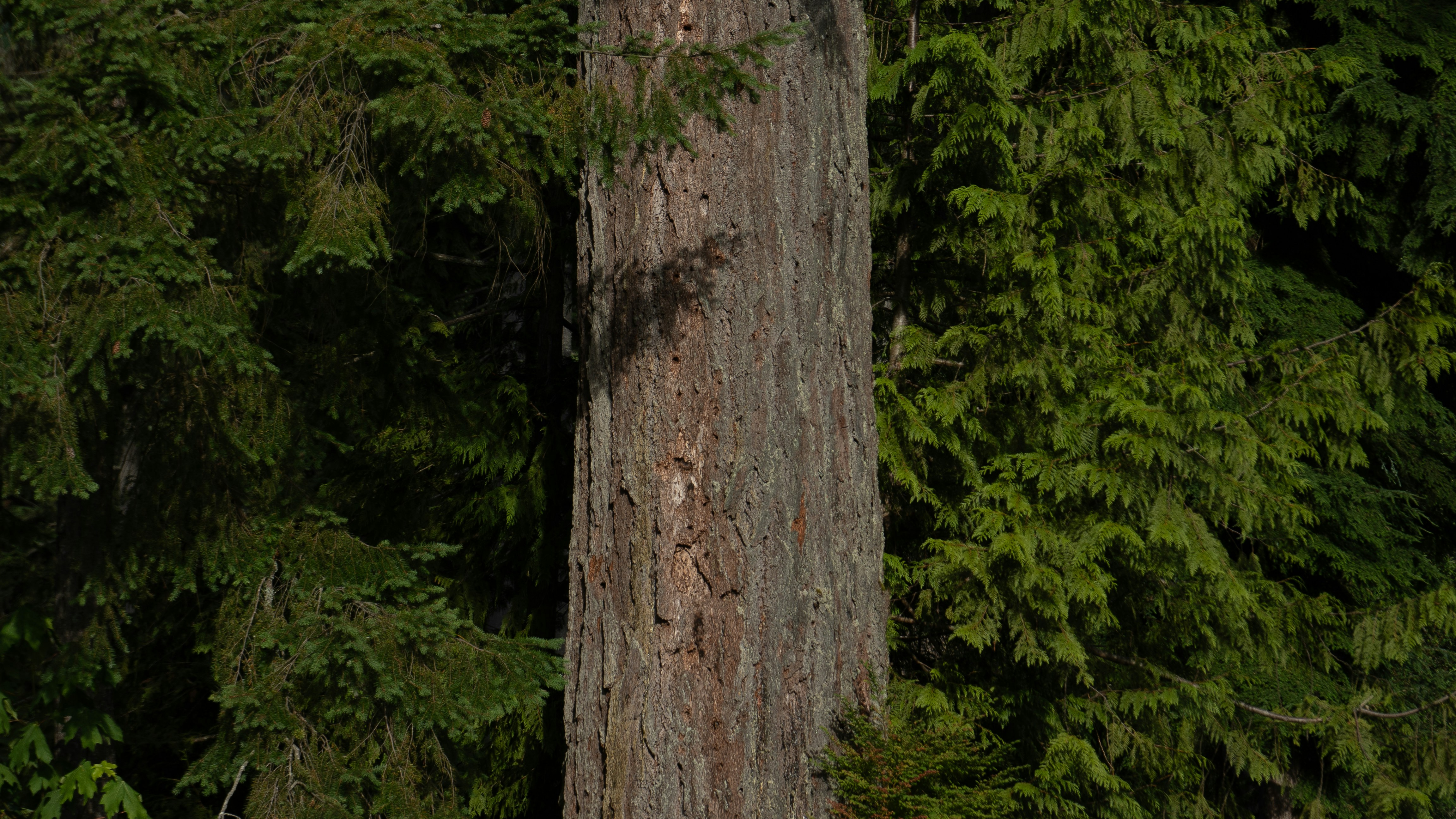 Tall, isolated tree trunk with a background of leafy green canopy, emphasizing the height and solitude.