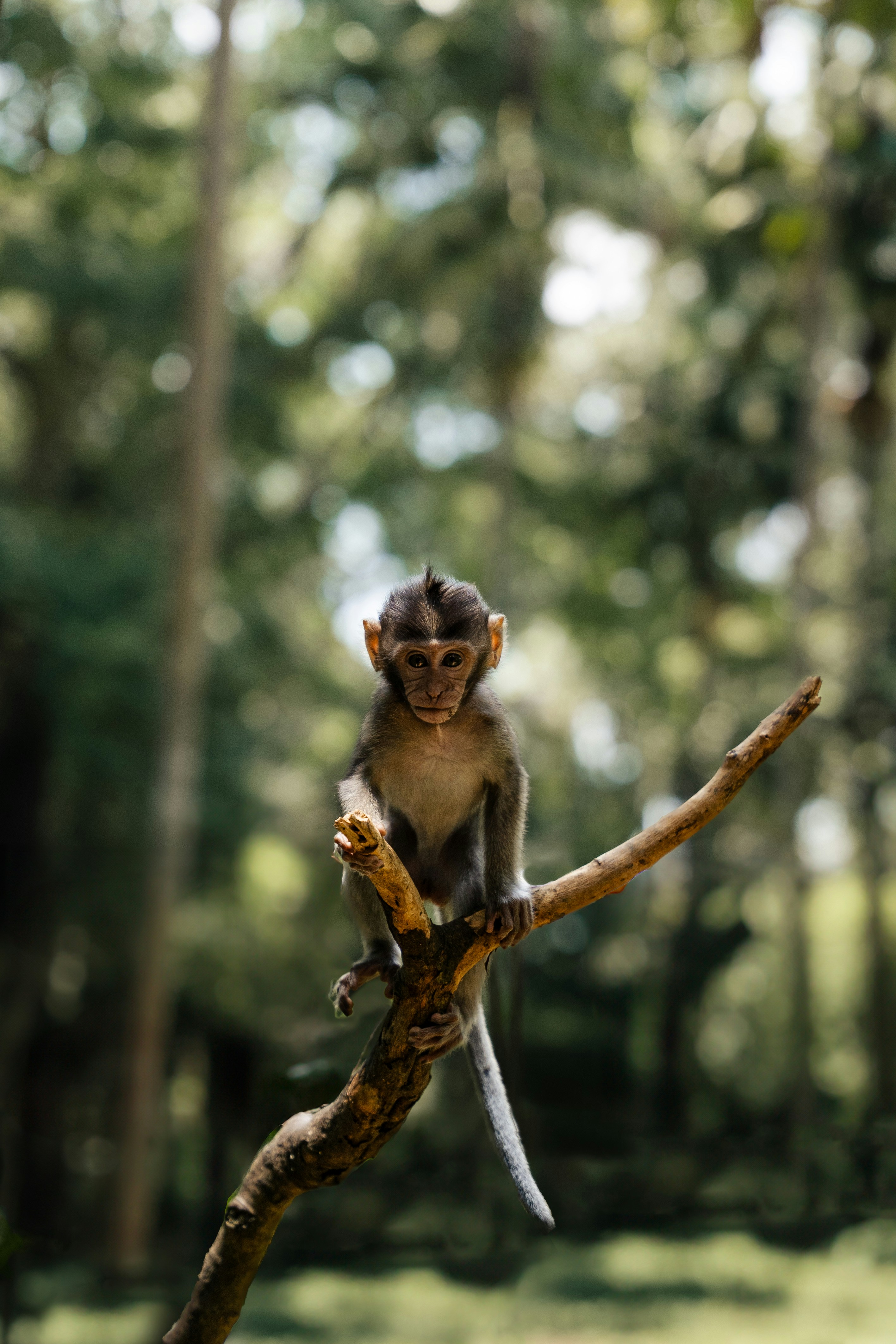A small monkey sitting on top of a tree branch photo – Free Animal ...