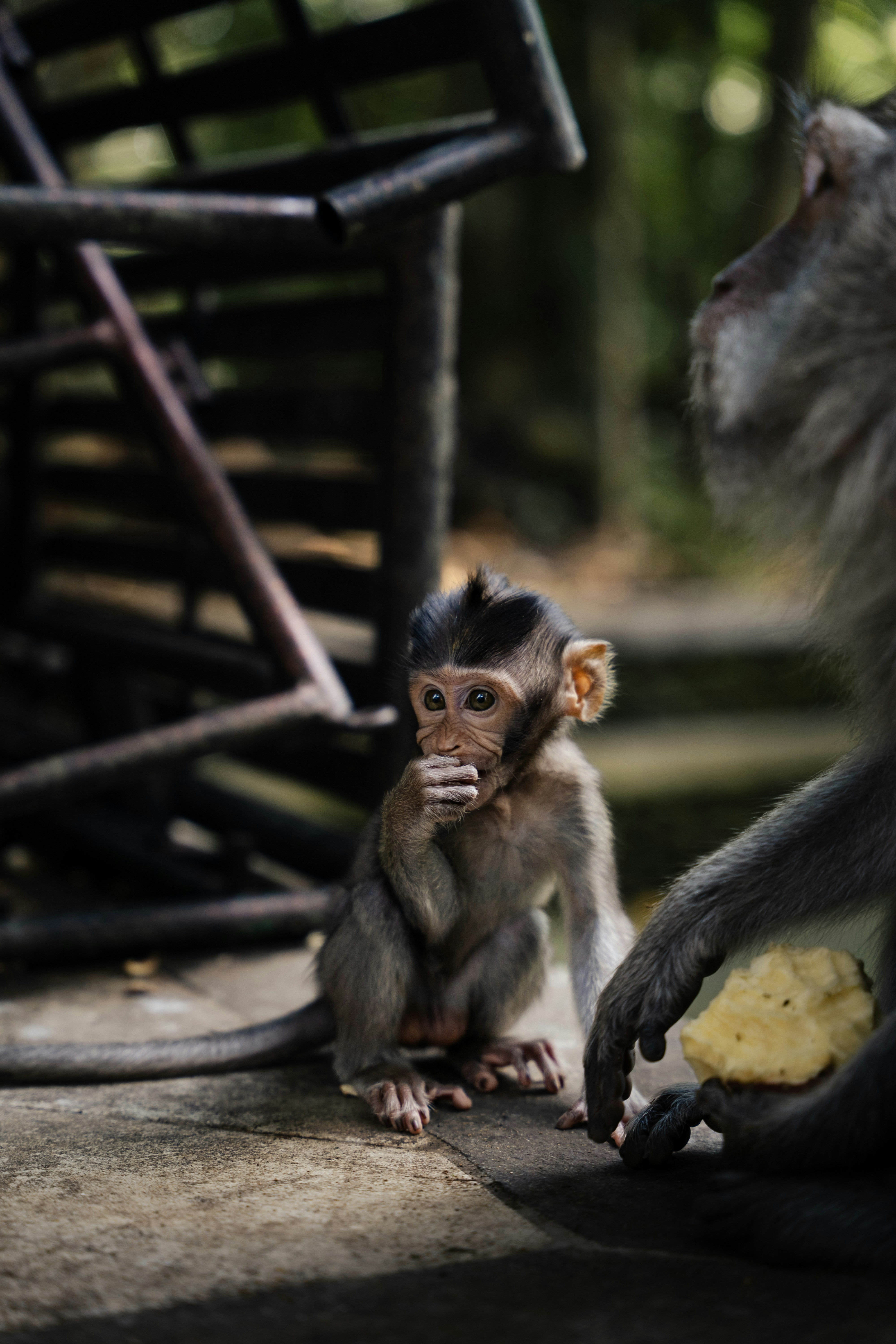 A small monkey sitting on the ground next to another monkey photo ...