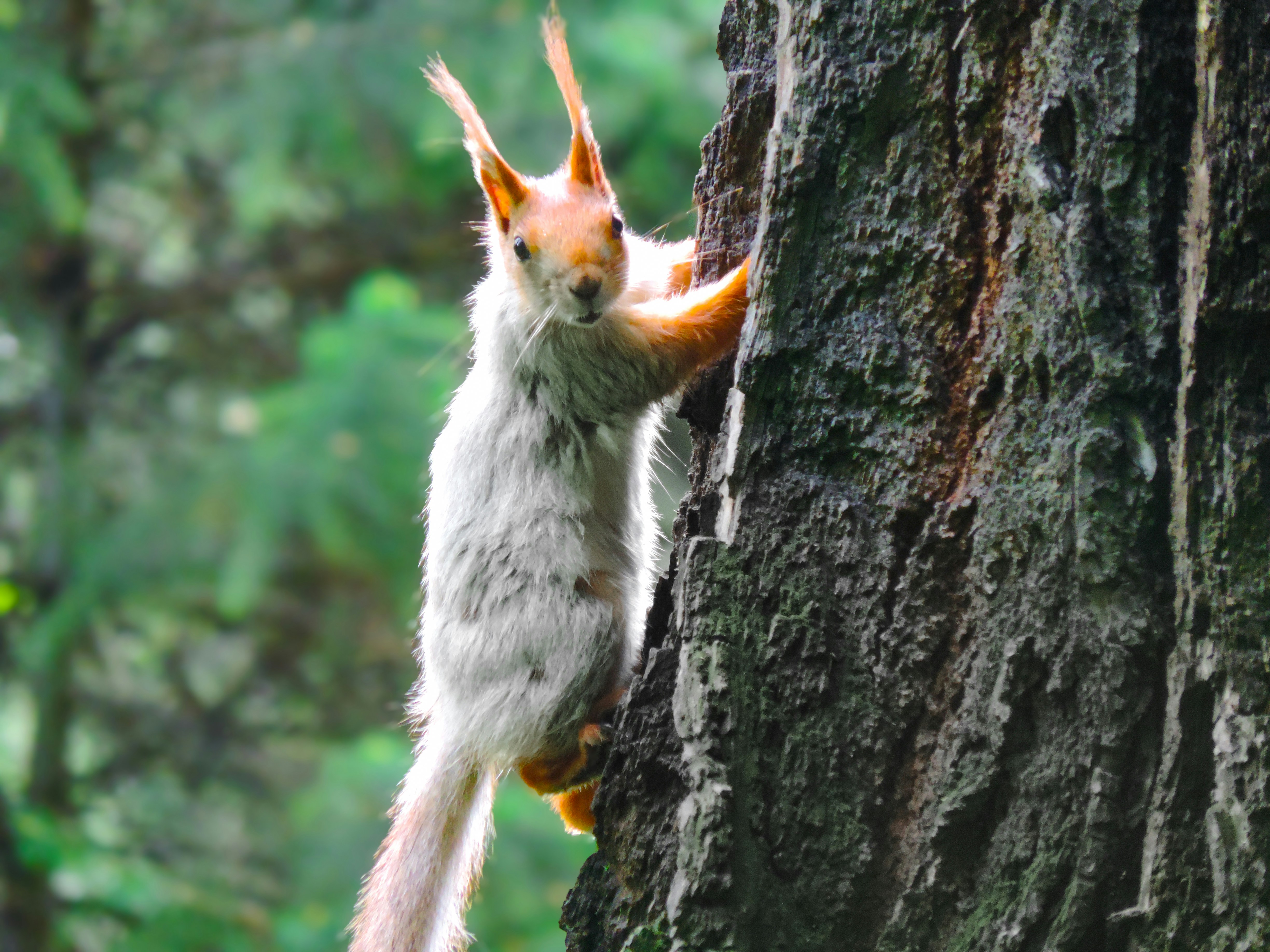Squirrel with distinctive ear tufts clings to a tree trunk in a lush, green forest.