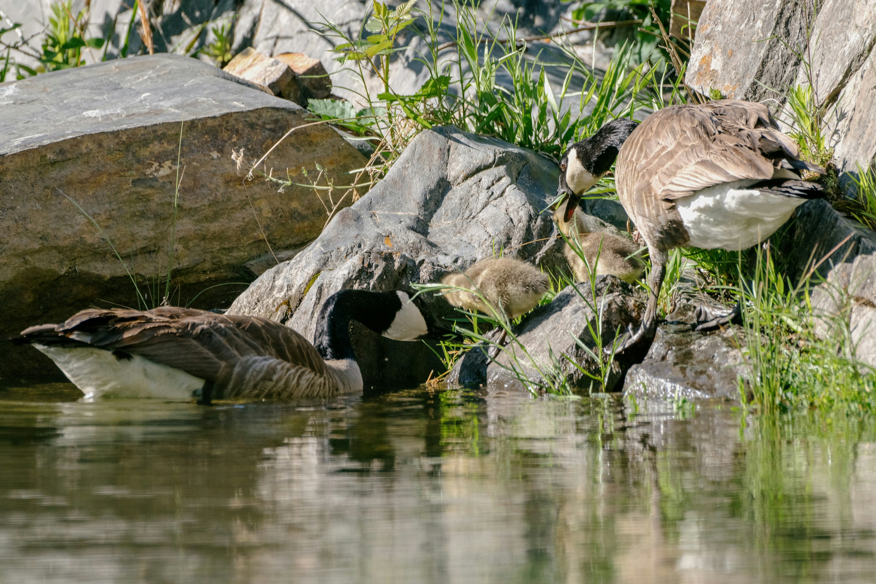Ducks nestled by rocks along a tranquil pond, surrounded by lush greenery.