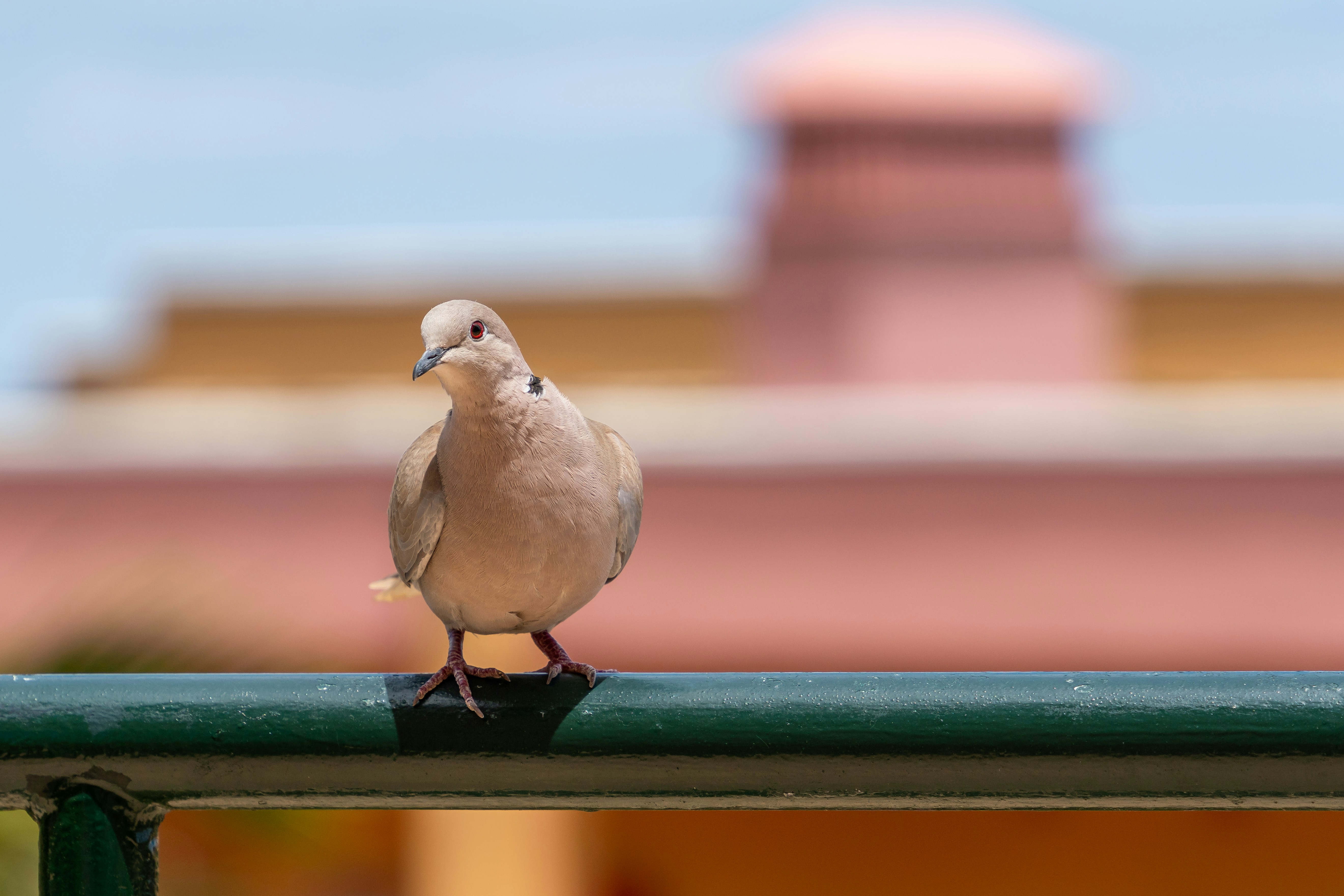 Pigeon Perch on a Painted Rail