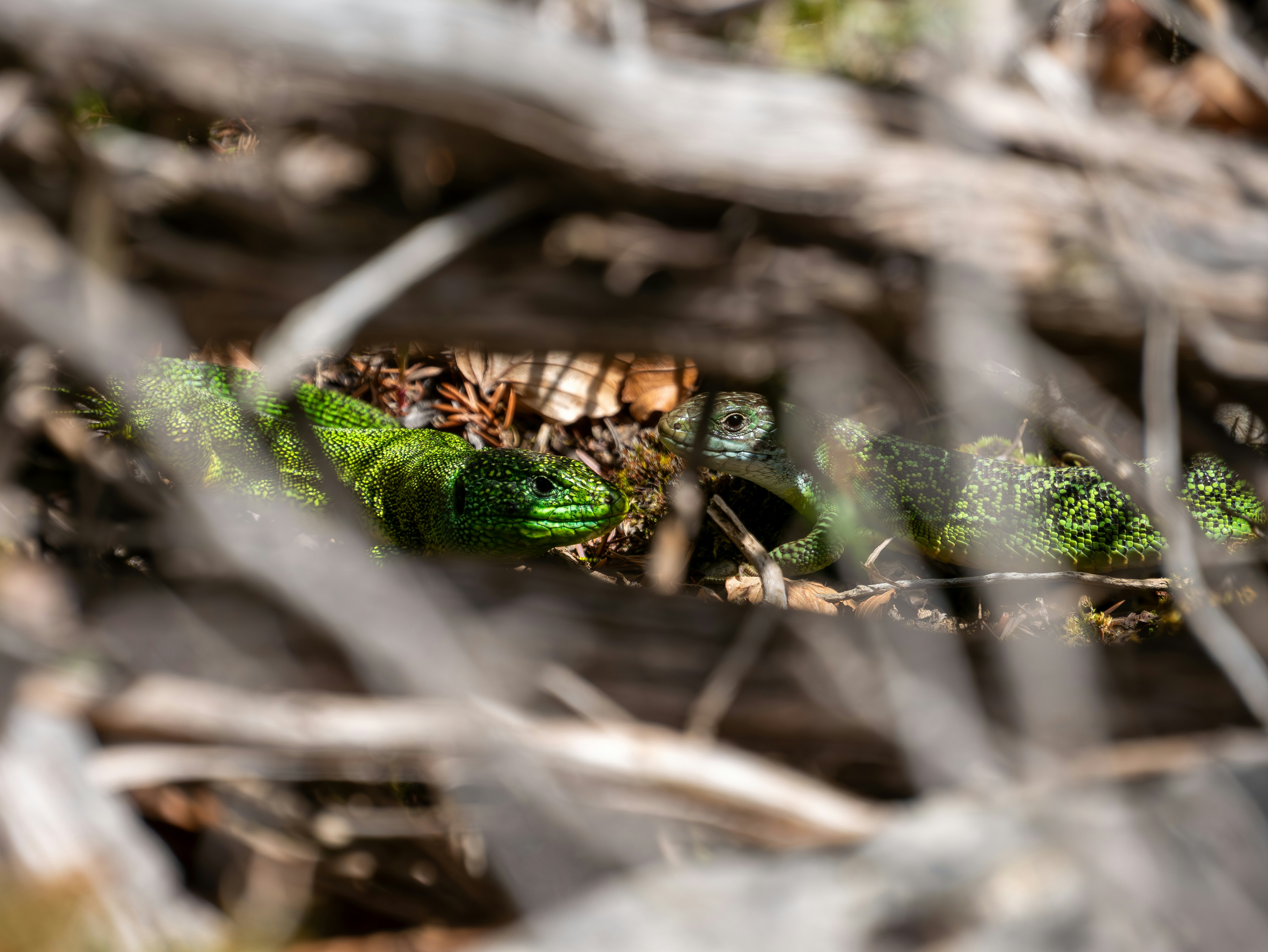 Emerald Sentinel: Green Pit Viper Hidden in Fallen Bracken