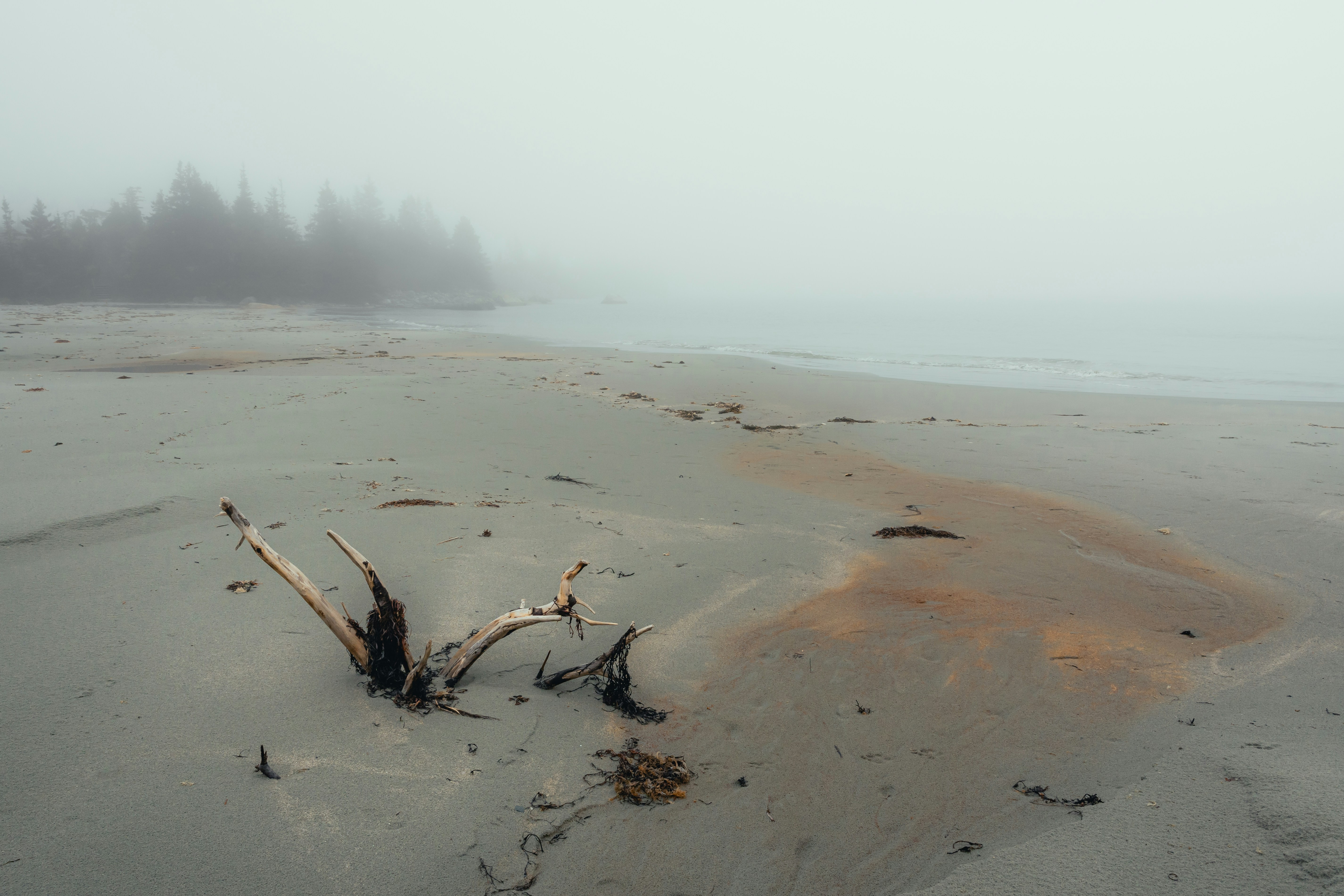 Misty Shores: Driftwood's Quiet Canvas