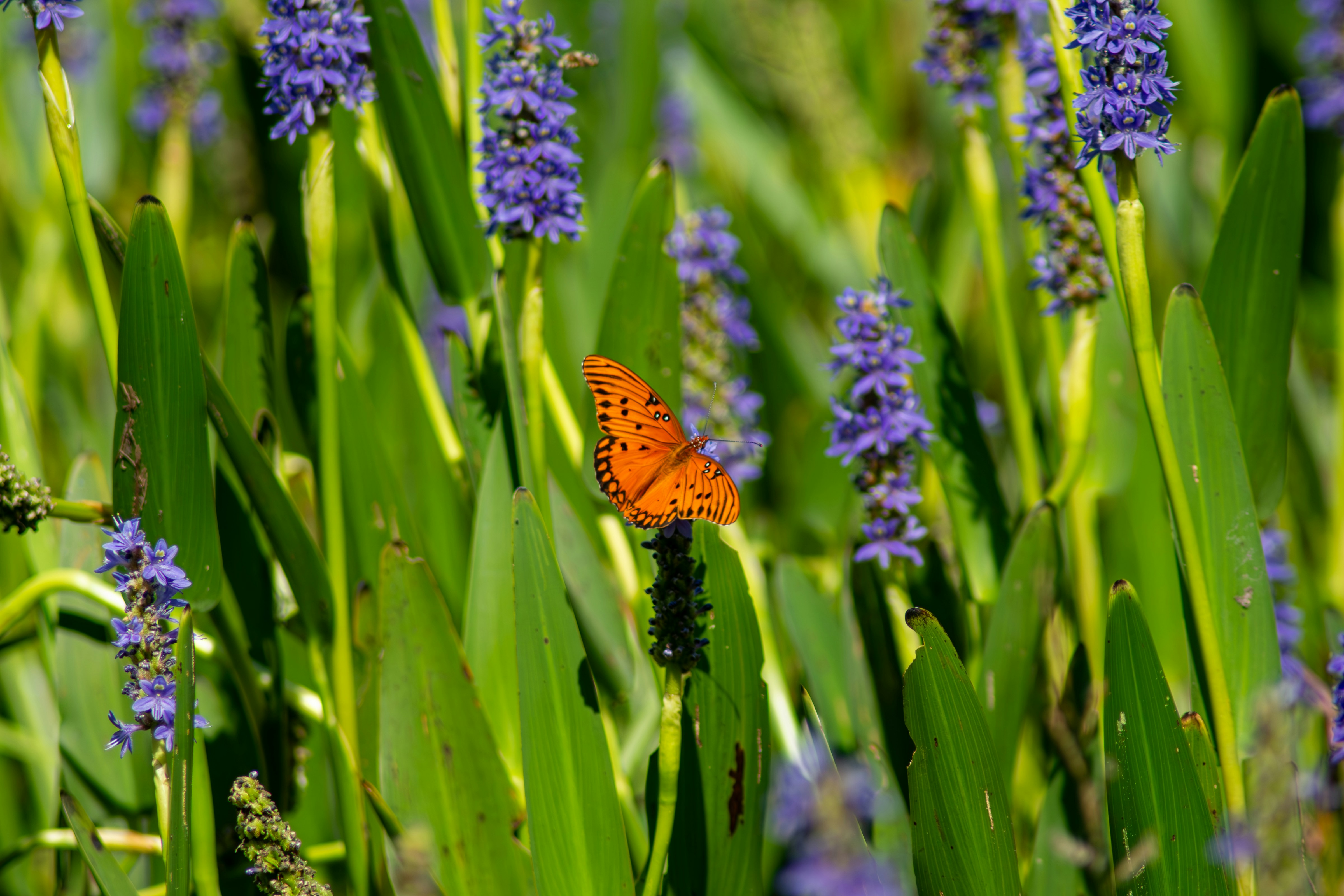Amber Butterfly Among Violet Spikes: A Quiet Meadow Moment
