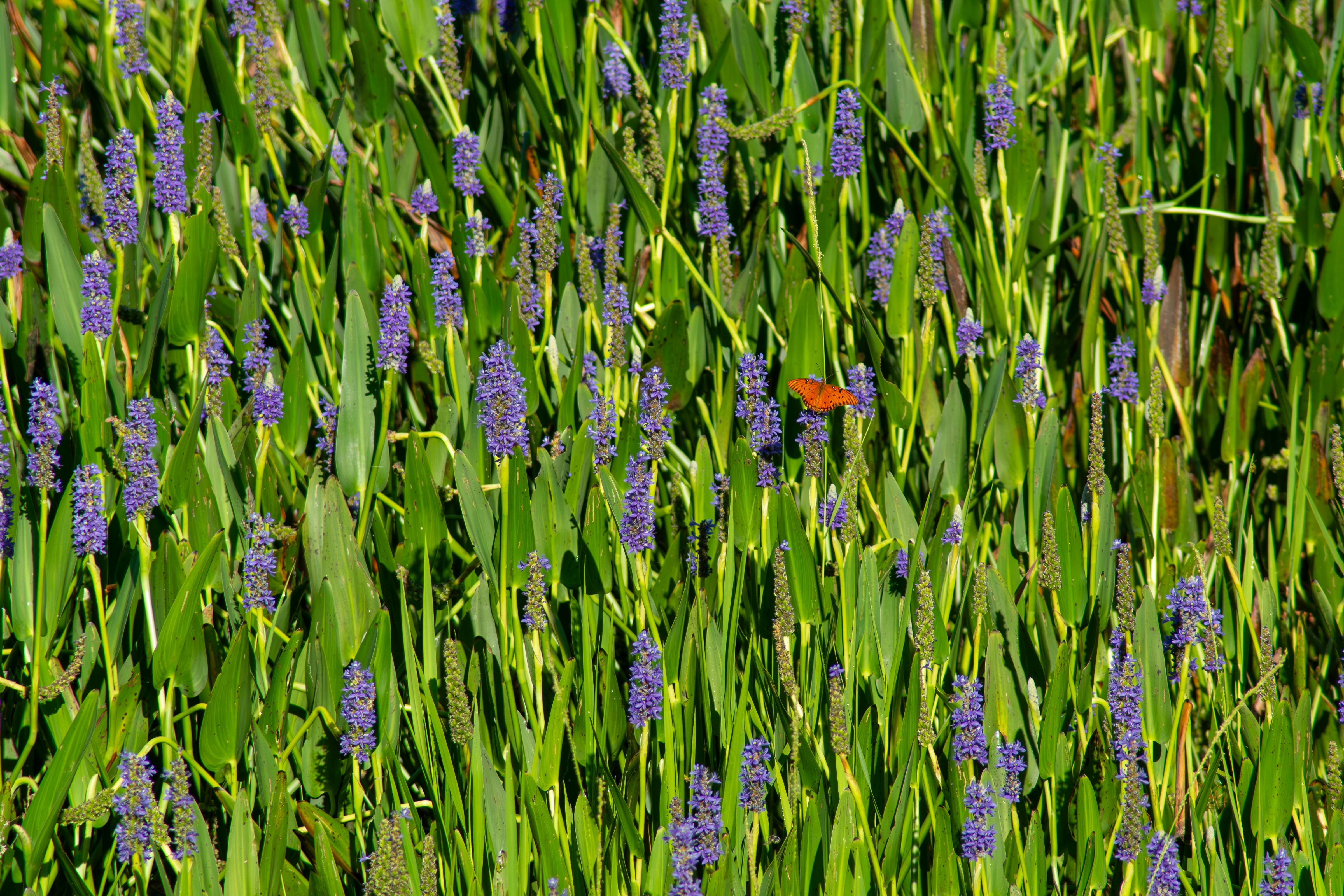 Crimson Flutter Amid Lavender Spires