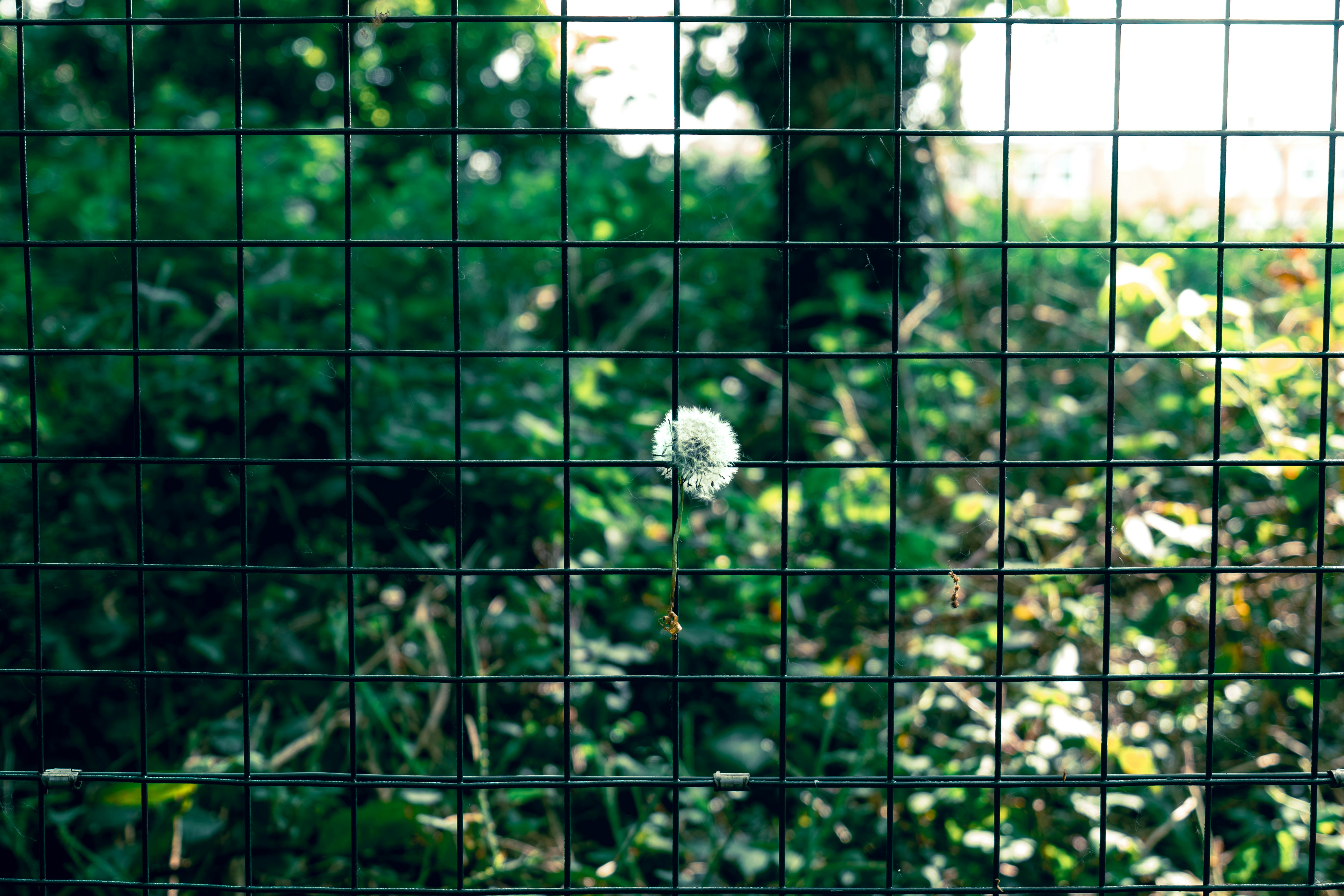a small white flower sitting on top of a lush green field