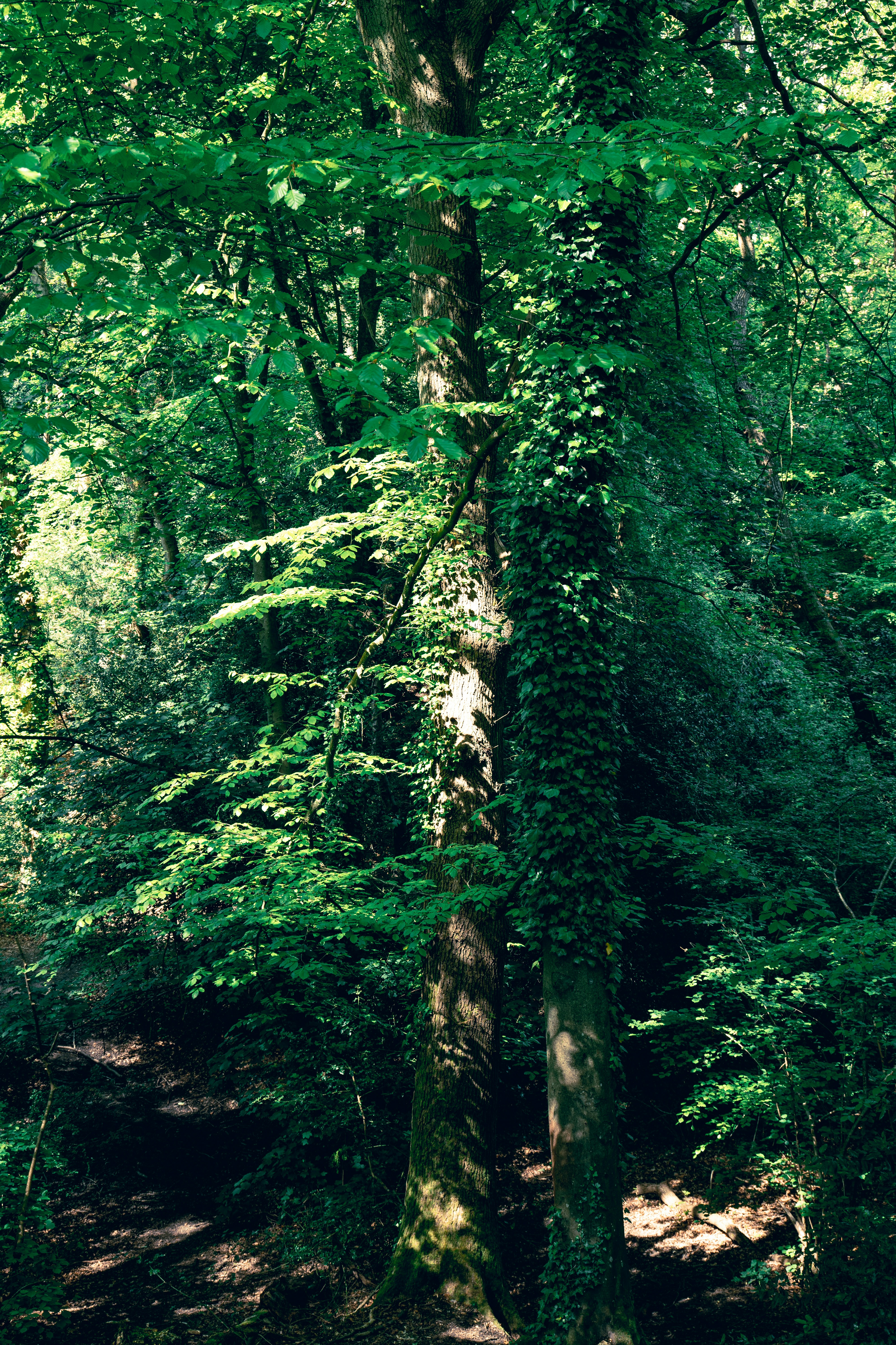 Photo by Mingming Ouyang with Panasonic Lumix S5