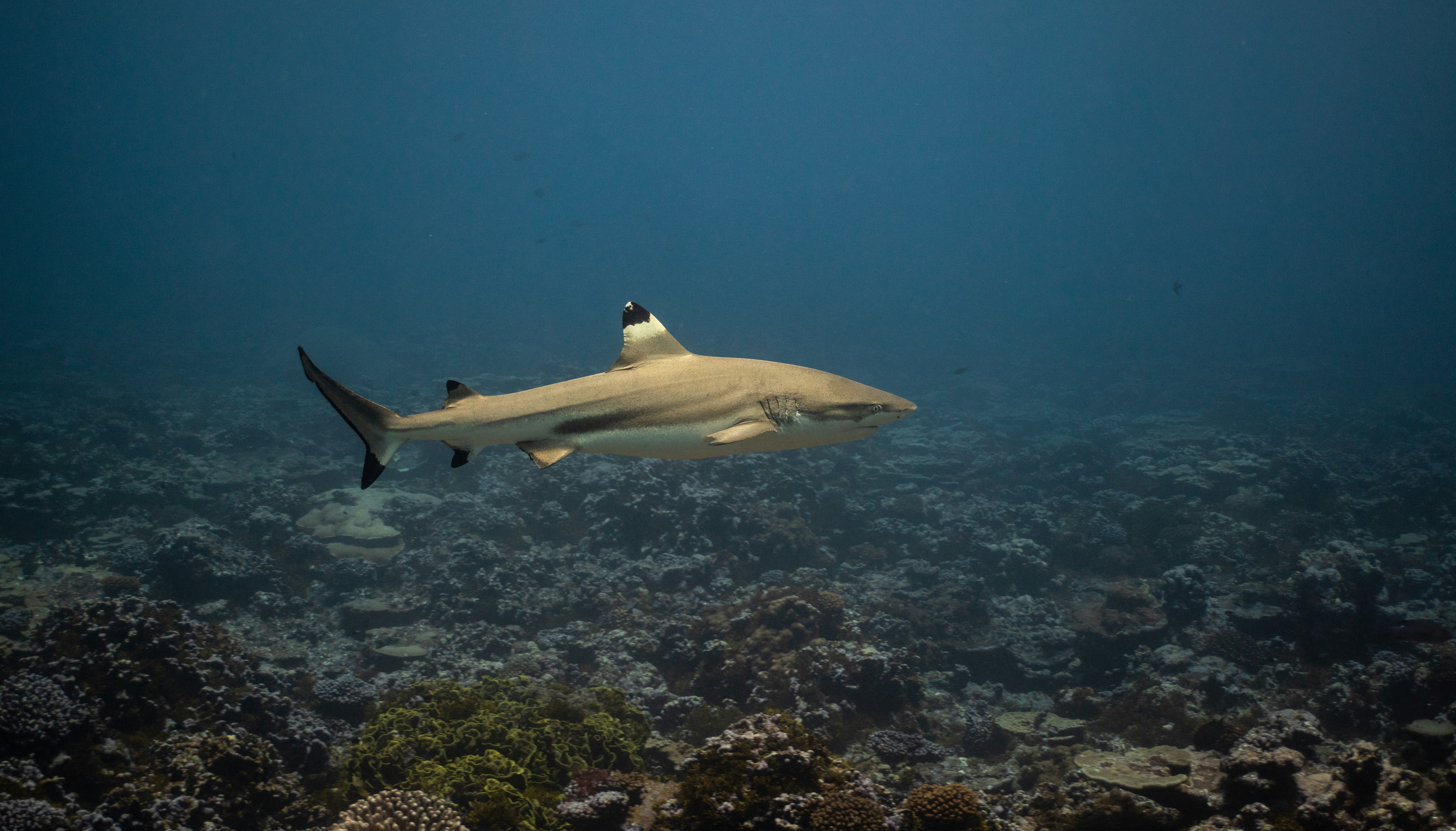 Silent Glide: A Manta Ray Traverses a Coral Seascape