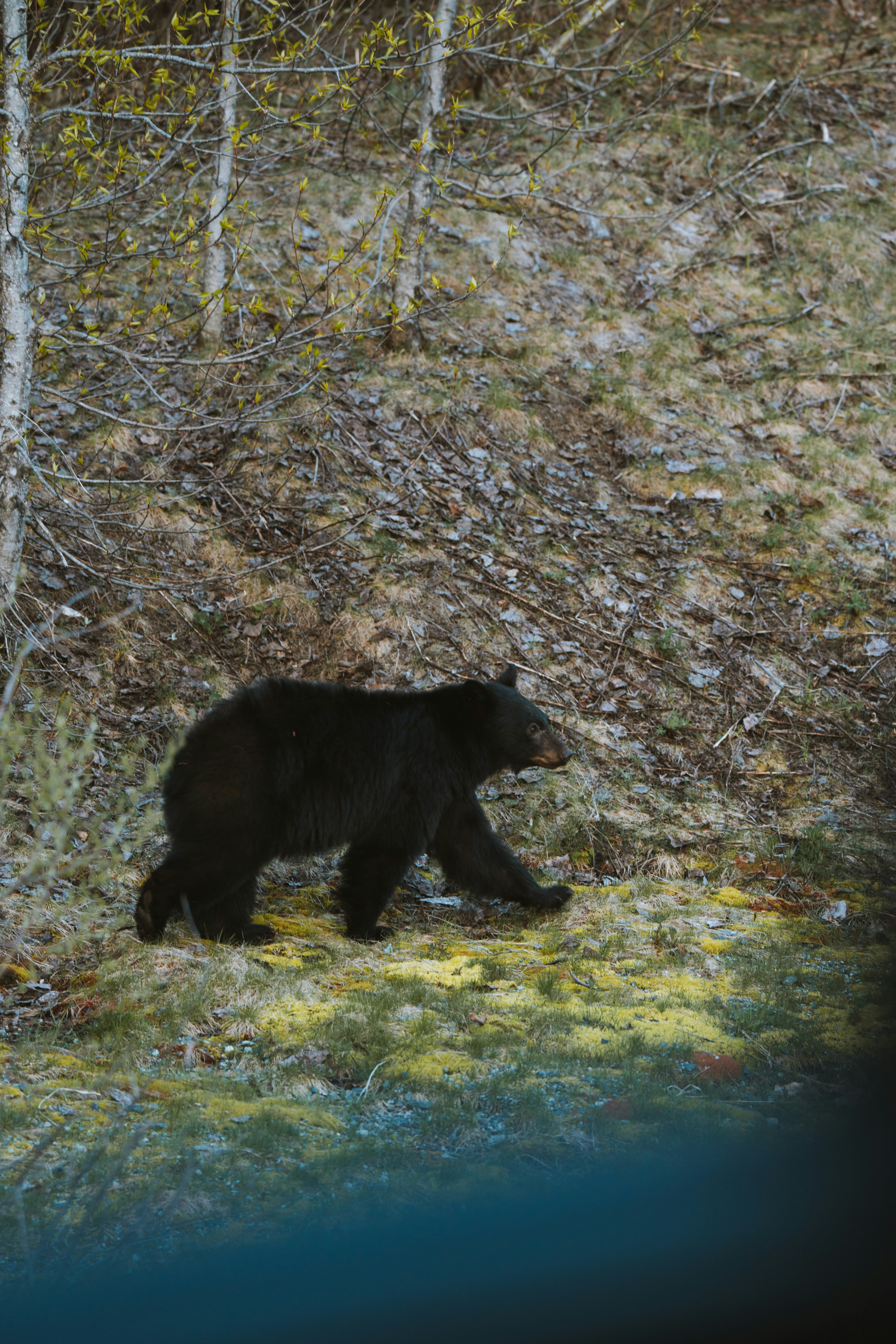 a black bear walking across a grass covered field